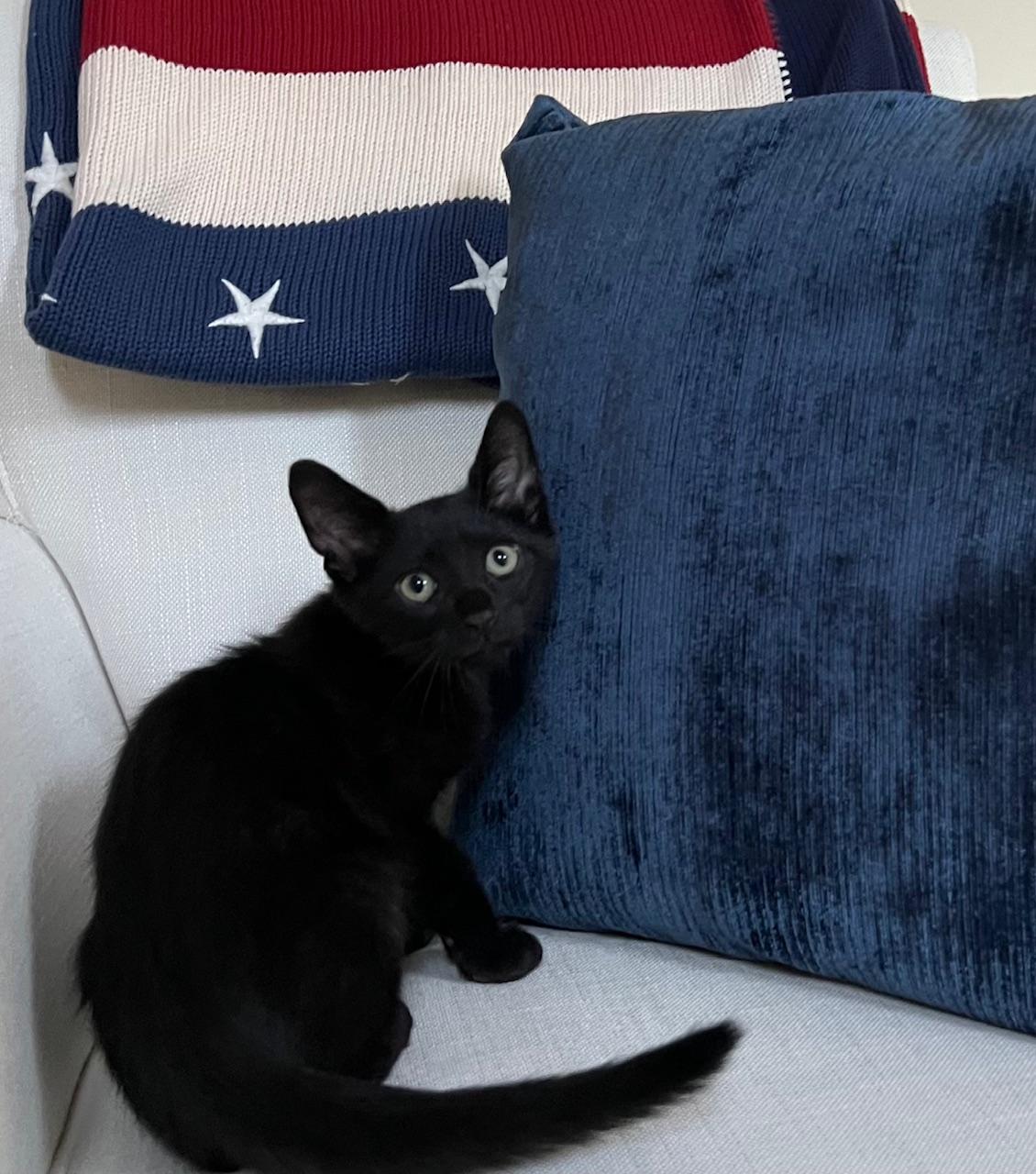 Cat for adoption - Dunkin, a Domestic Short Hair in Wayne, NJ | Petfinder