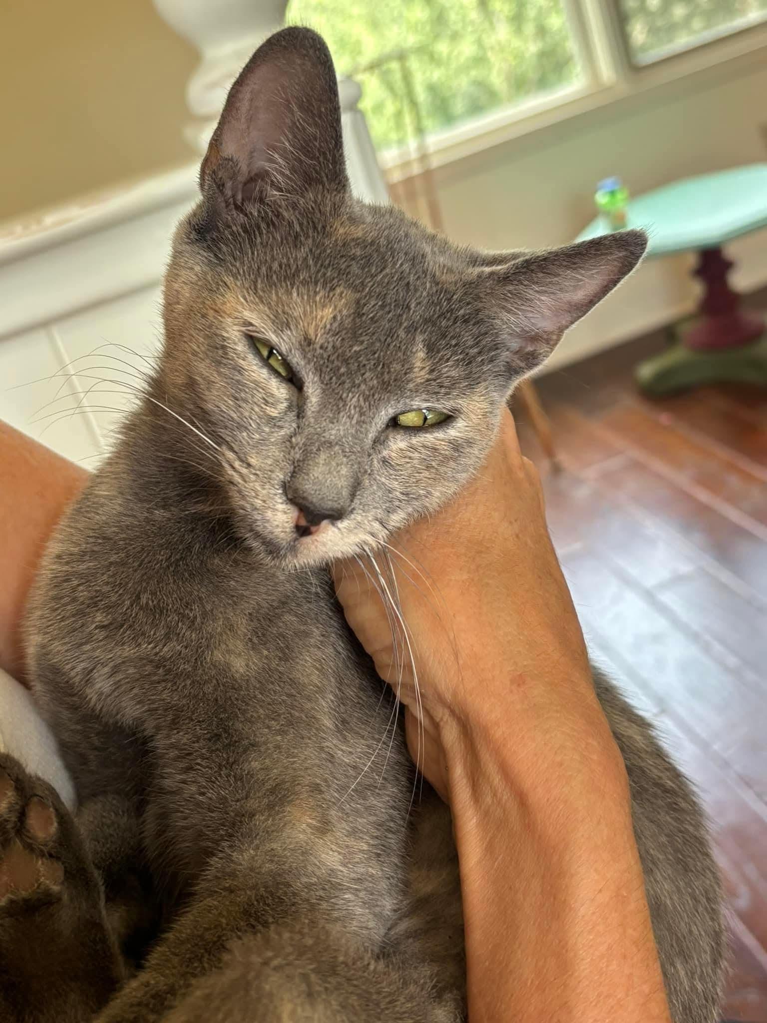 Cat for adoption - Felicia, a Dilute Tortoiseshell & Russian Blue Mix ...