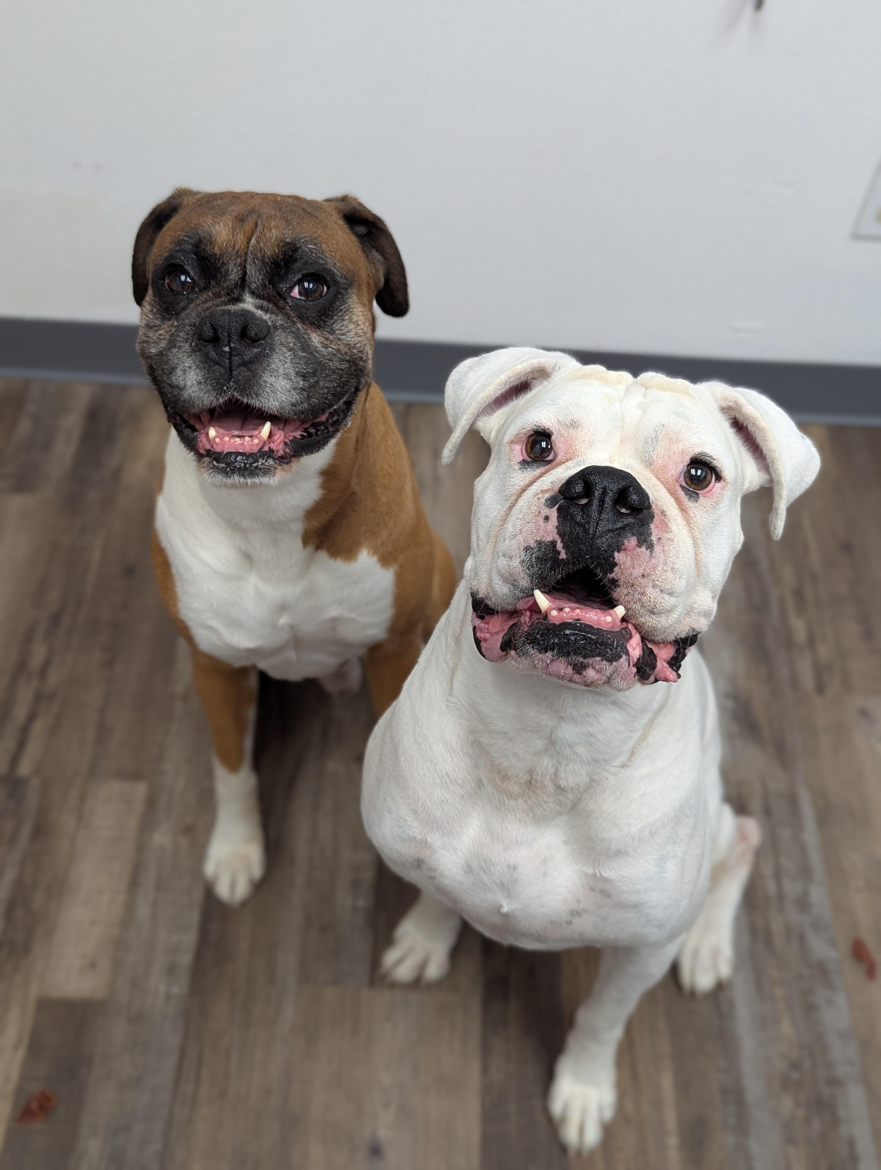 Dog for adoption - Snowball, a Boxer in Oconto, WI | Petfinder