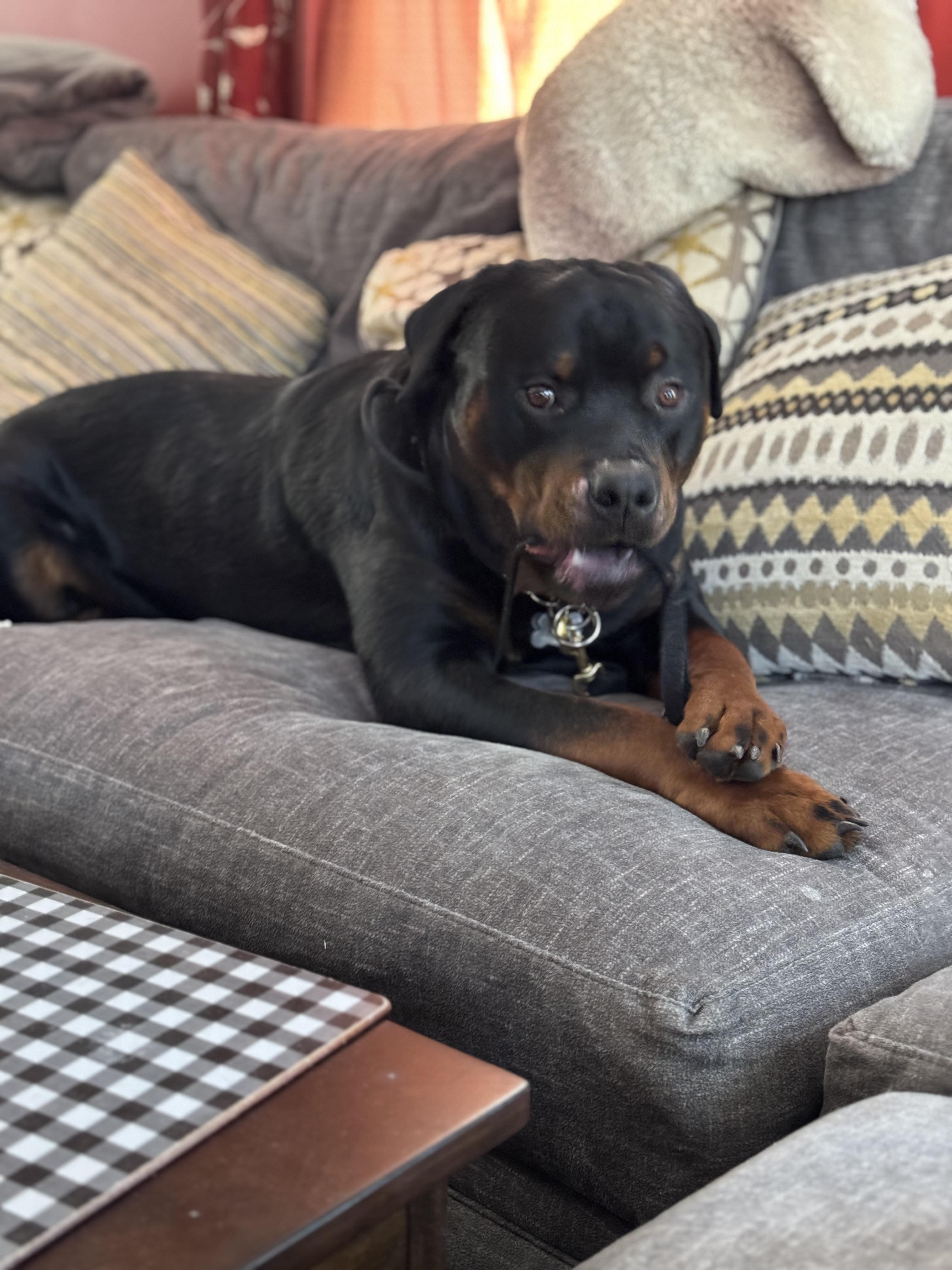 Dog for adoption - Tank, a Rottweiler in Nanuet, NY | Petfinder