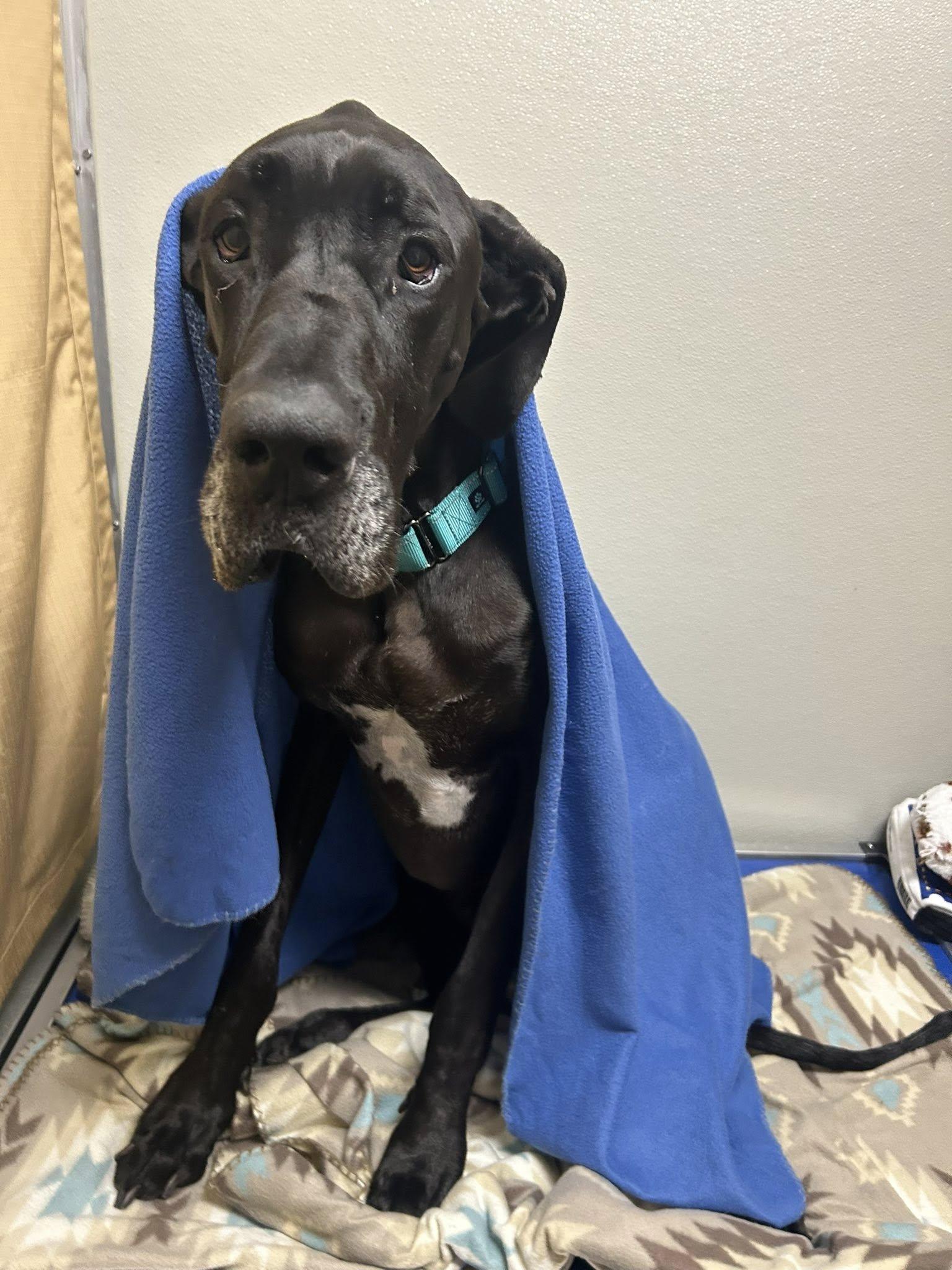 Dog for adoption - Bruno, a Great Dane in Westville, IN | Petfinder