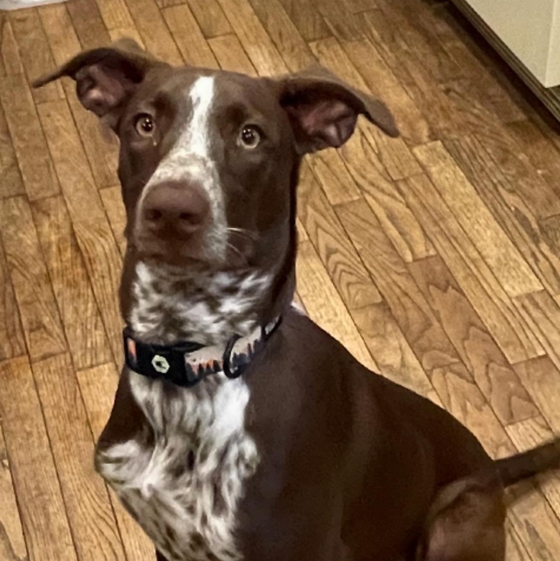 Dog for adoption - Winston, a German Shorthaired Pointer Mix in Austin ...