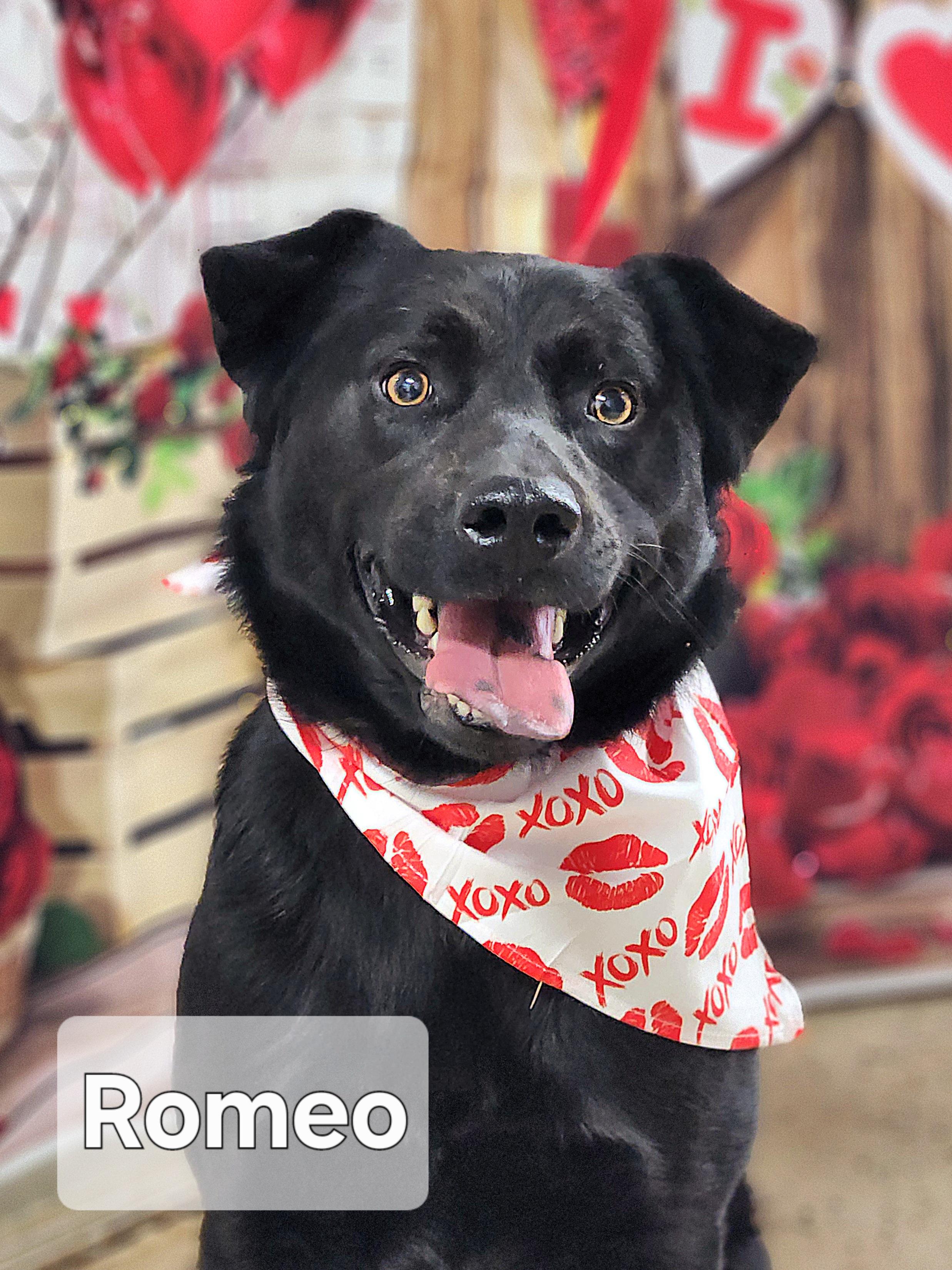 Dog for adoption - Romeo, a Black Labrador Retriever Mix in Walthill ...