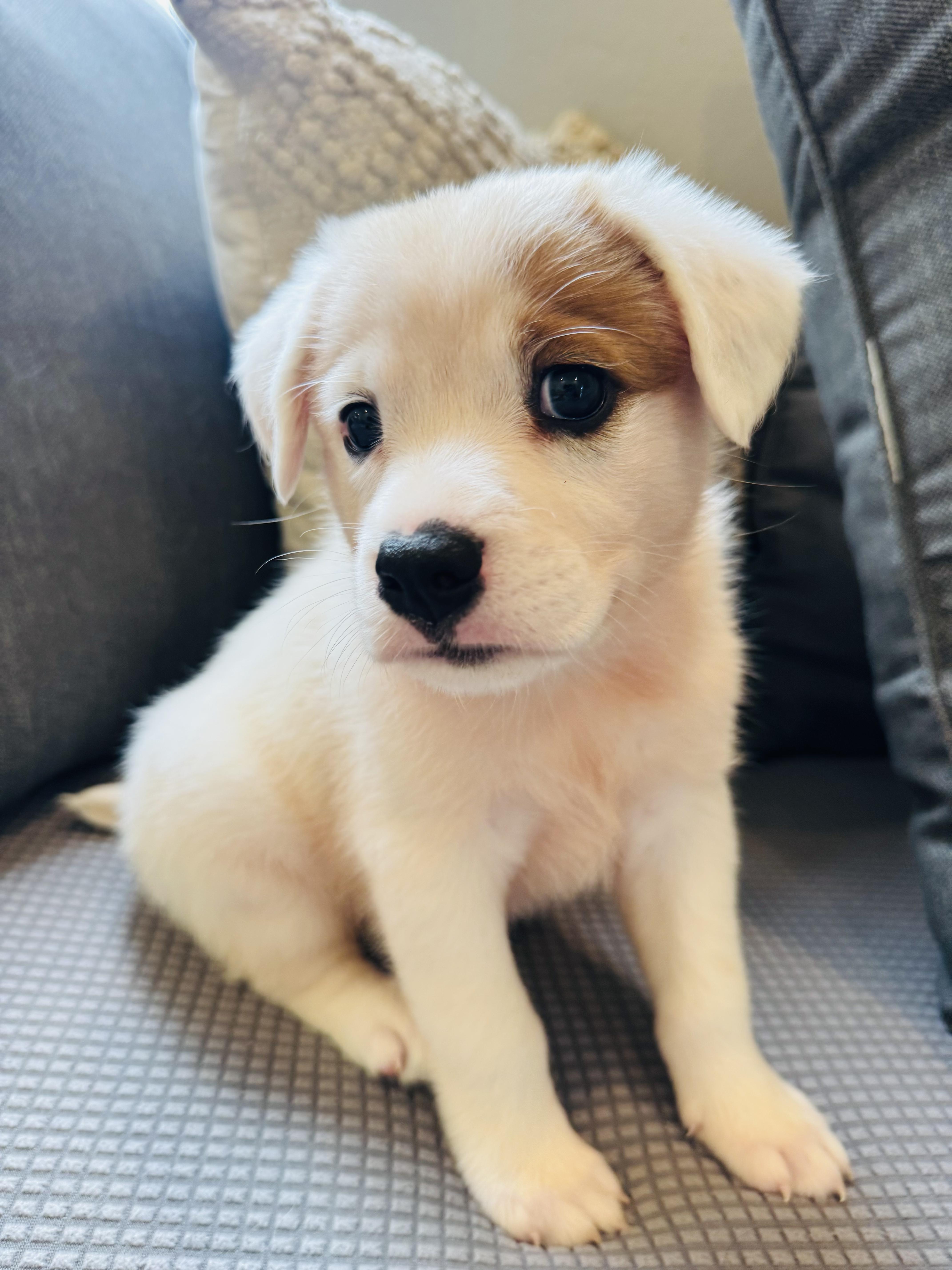 Dog for adoption - Fleetwood, full package. Heart nose, bullseye patch ...