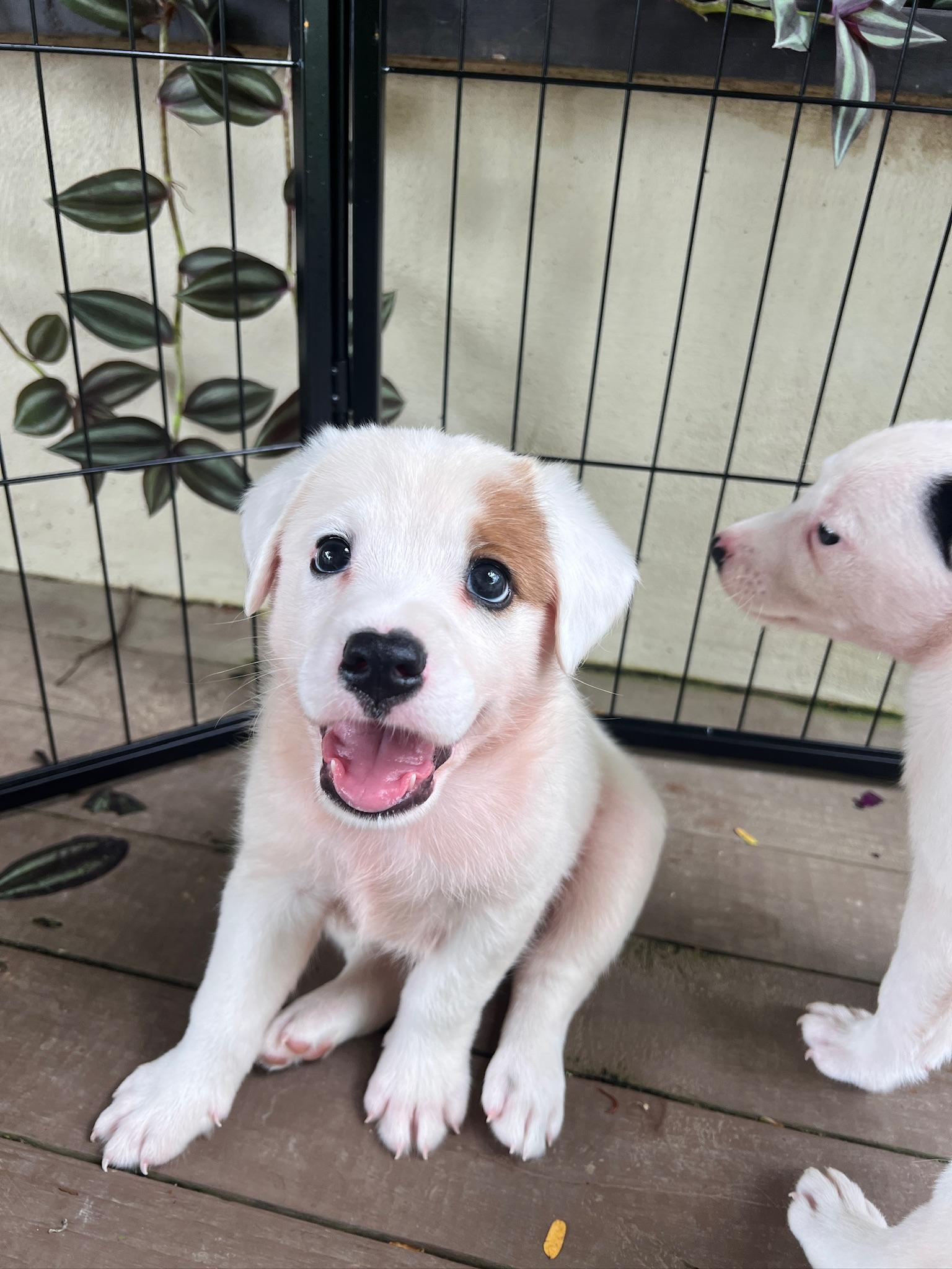 Dog for adoption - Fleetwood, full package. Heart nose, bullseye patch ...