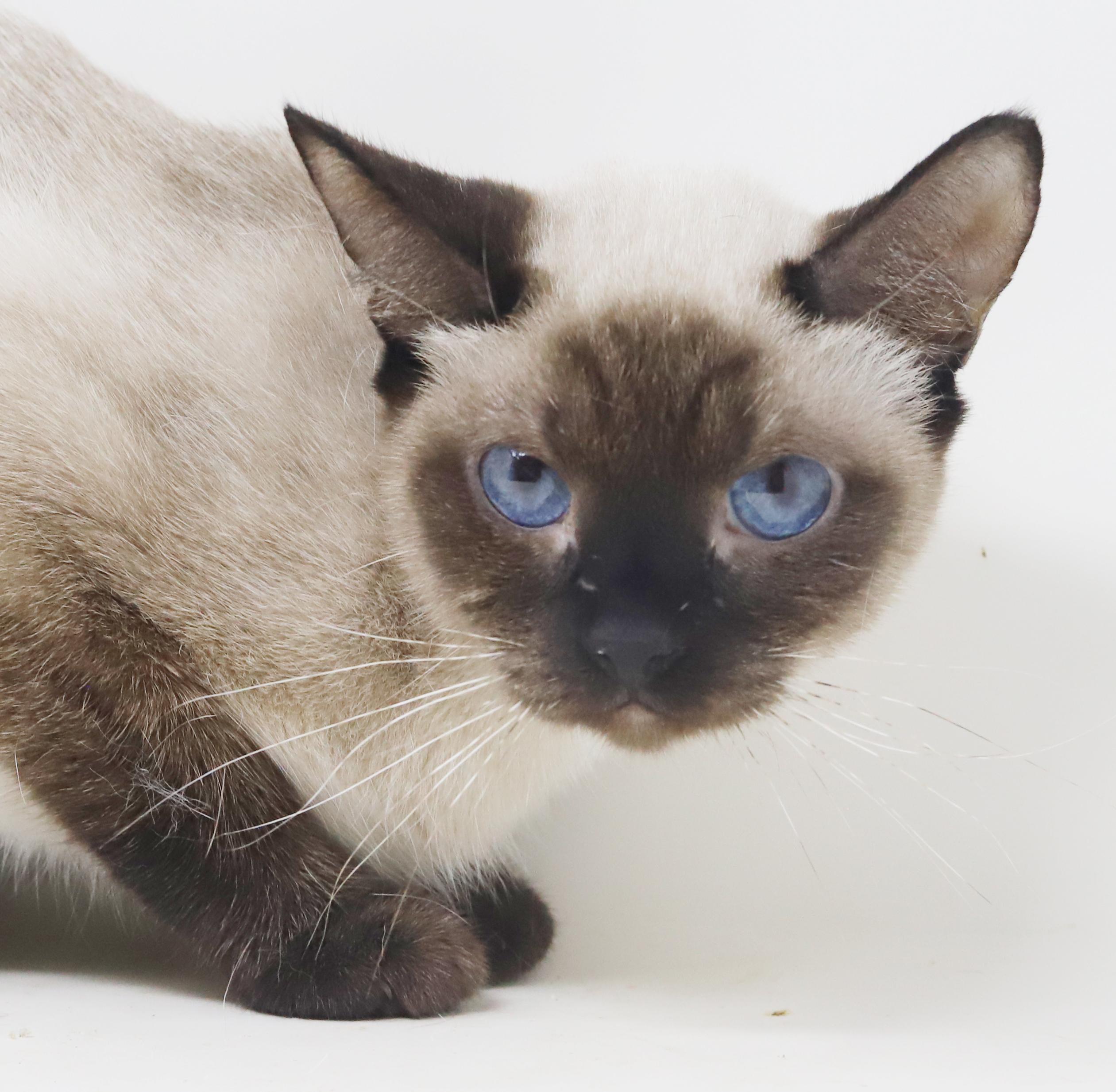 Cat for adoption - Edwina and Sonia - EPIC story - BONDED mom baby ...