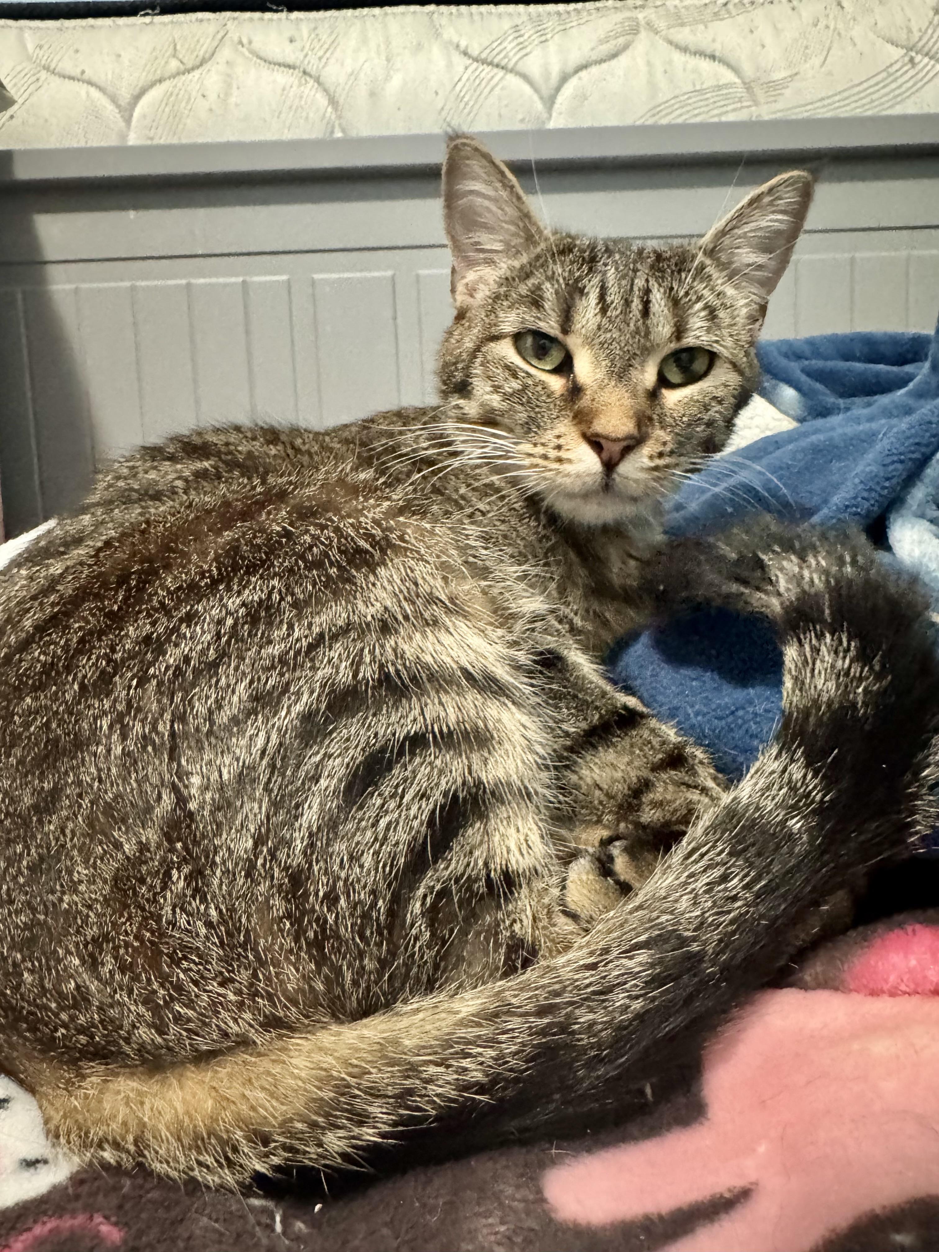 Cat for adoption - Tator Tot, a Domestic Short Hair in Jacksonville, FL | Petfinder