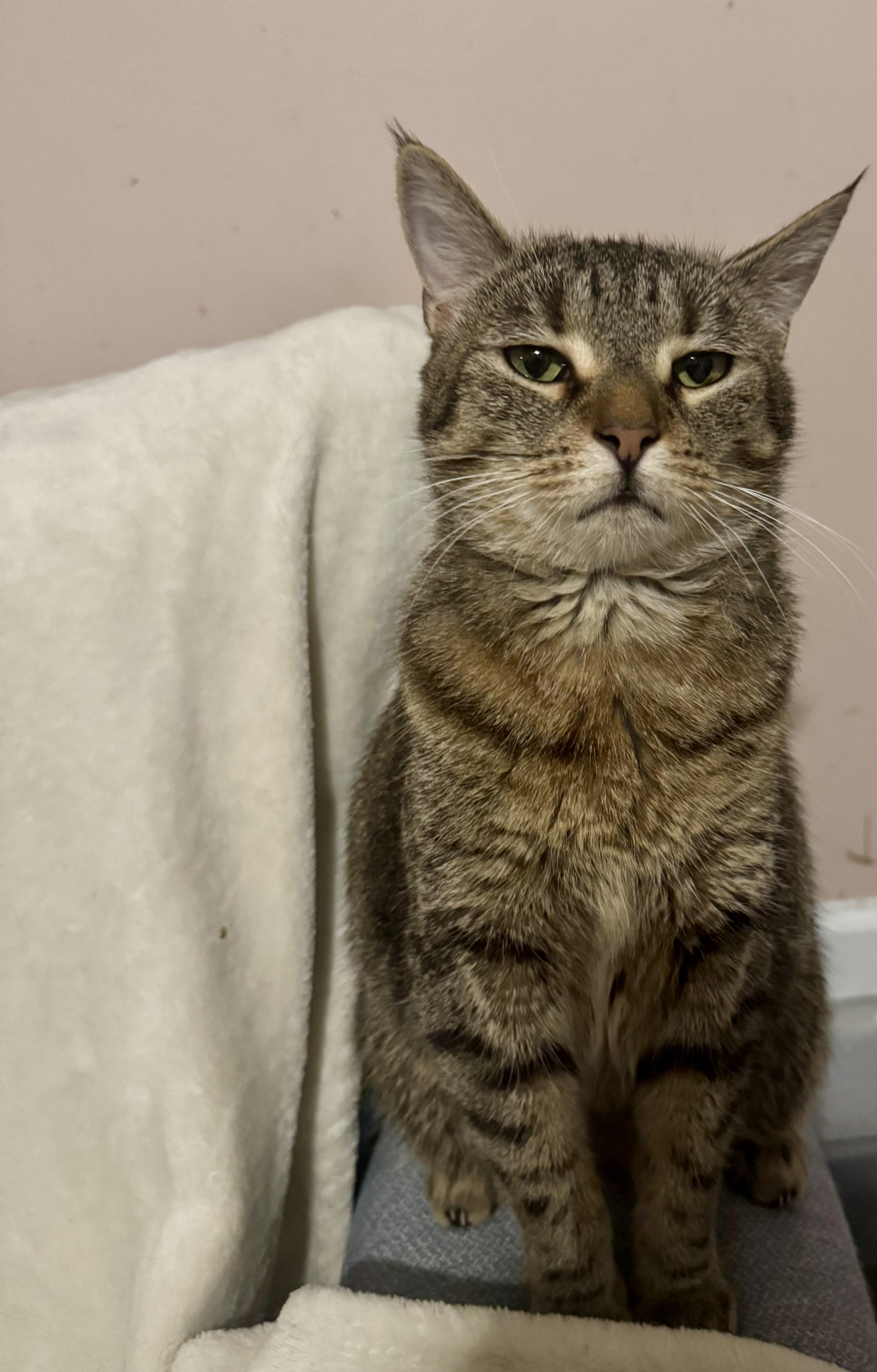 Cat for adoption - Tator Tot, a Domestic Short Hair in Jacksonville, FL | Petfinder