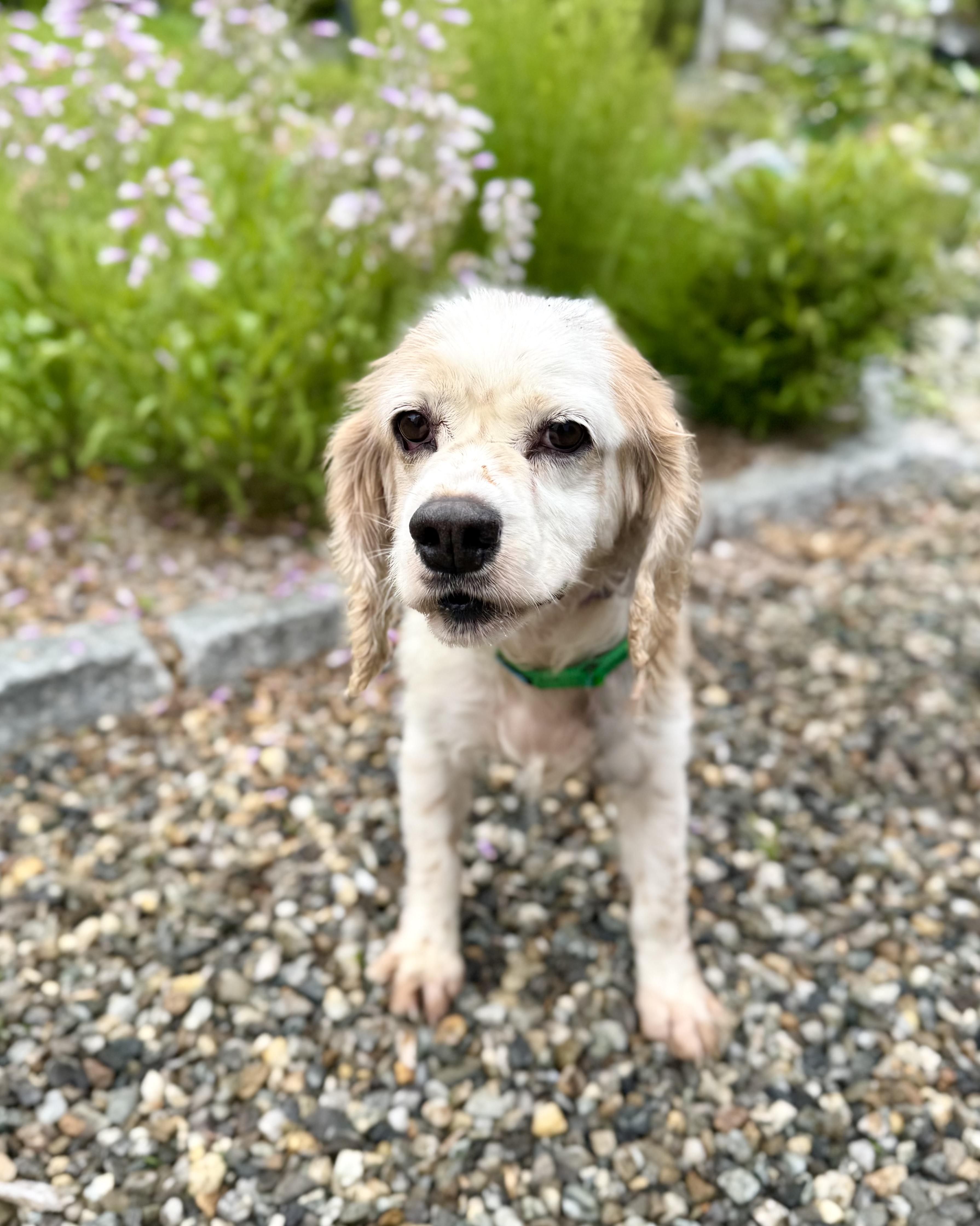 Dog for adoption - Rabbit Candy, a Cocker Spaniel Mix in Philadelphia ...
