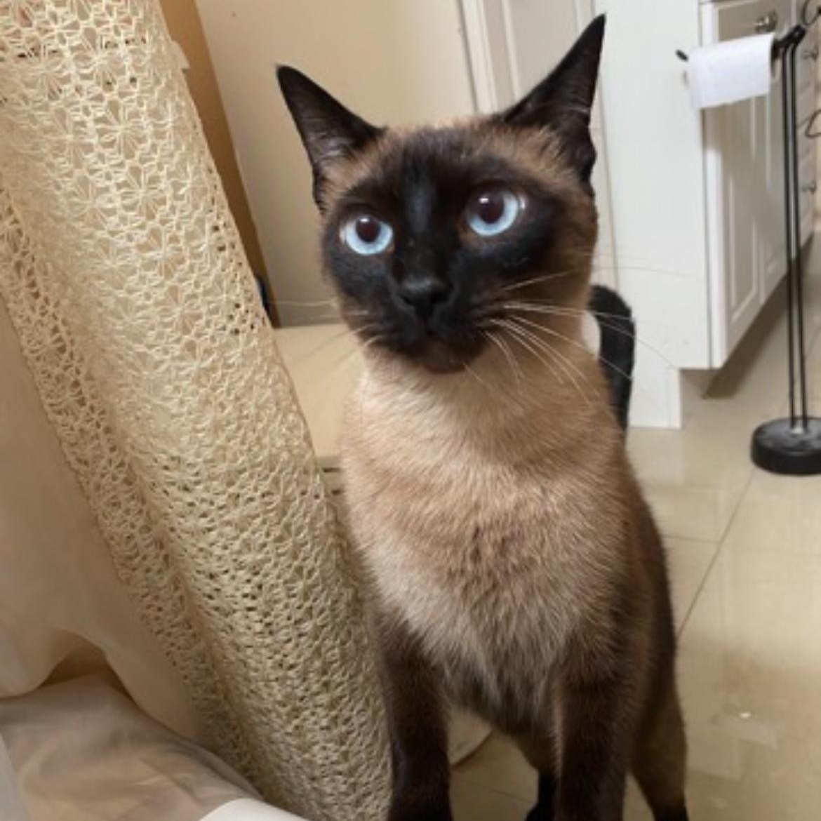 Cat for adoption - Harlee and Marlee, a Siamese & Tortoiseshell Mix in ...