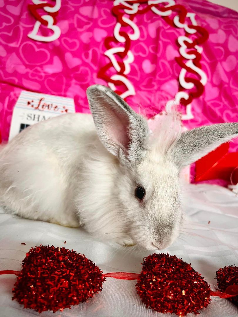 Rabbit for adoption - Harley and Minnie, a Lionhead in Windsor, ON ...