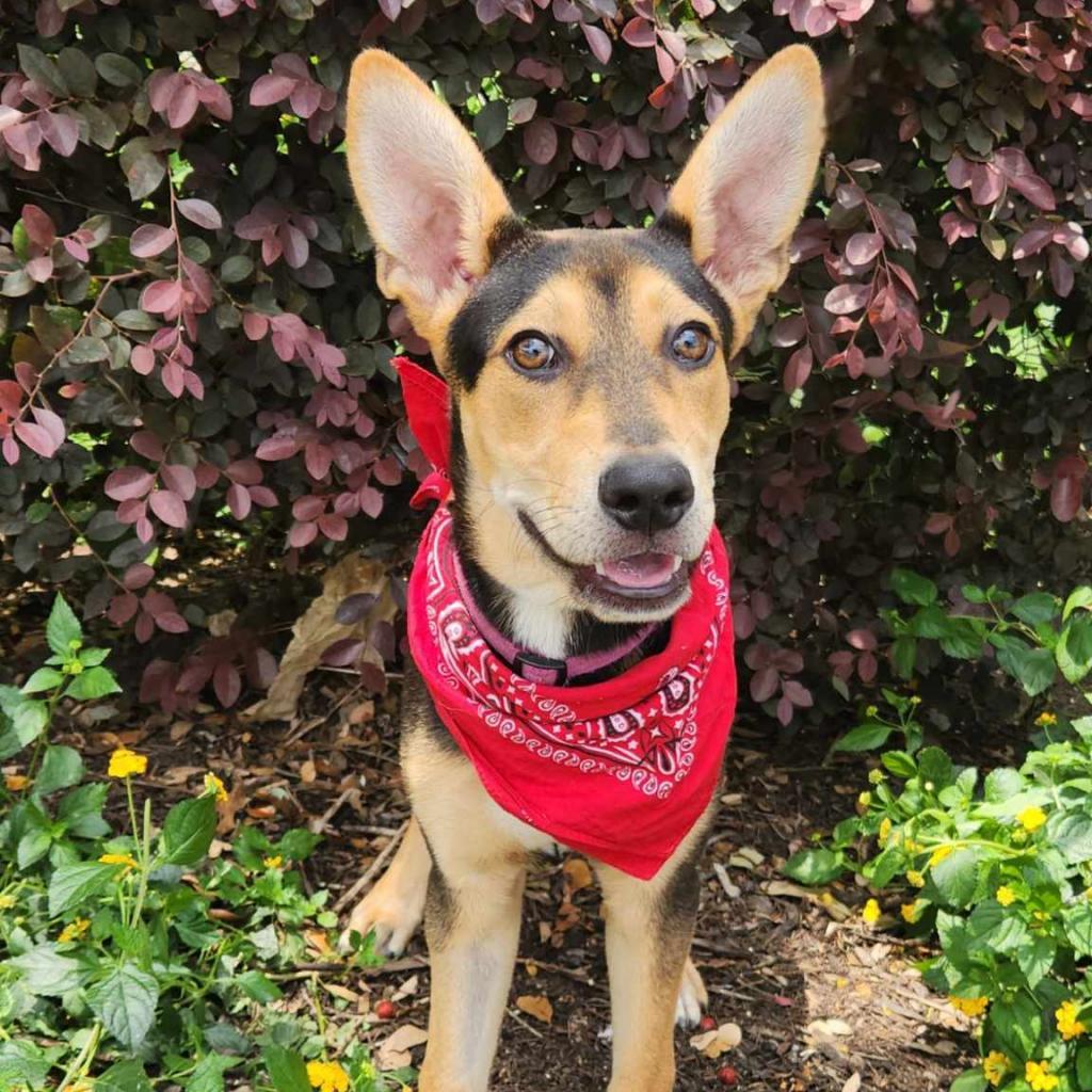 Dog for adoption - Kepler PS*, a German Shepherd Dog in Albany, NY ...