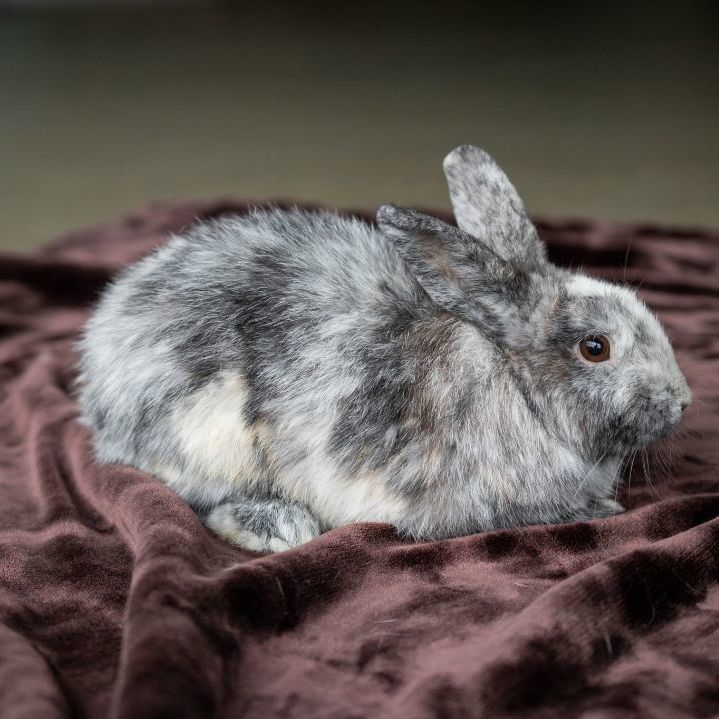 Rabbit for adoption - Crunchy, a Bunny Rabbit in Cambridge, ON | Petfinder