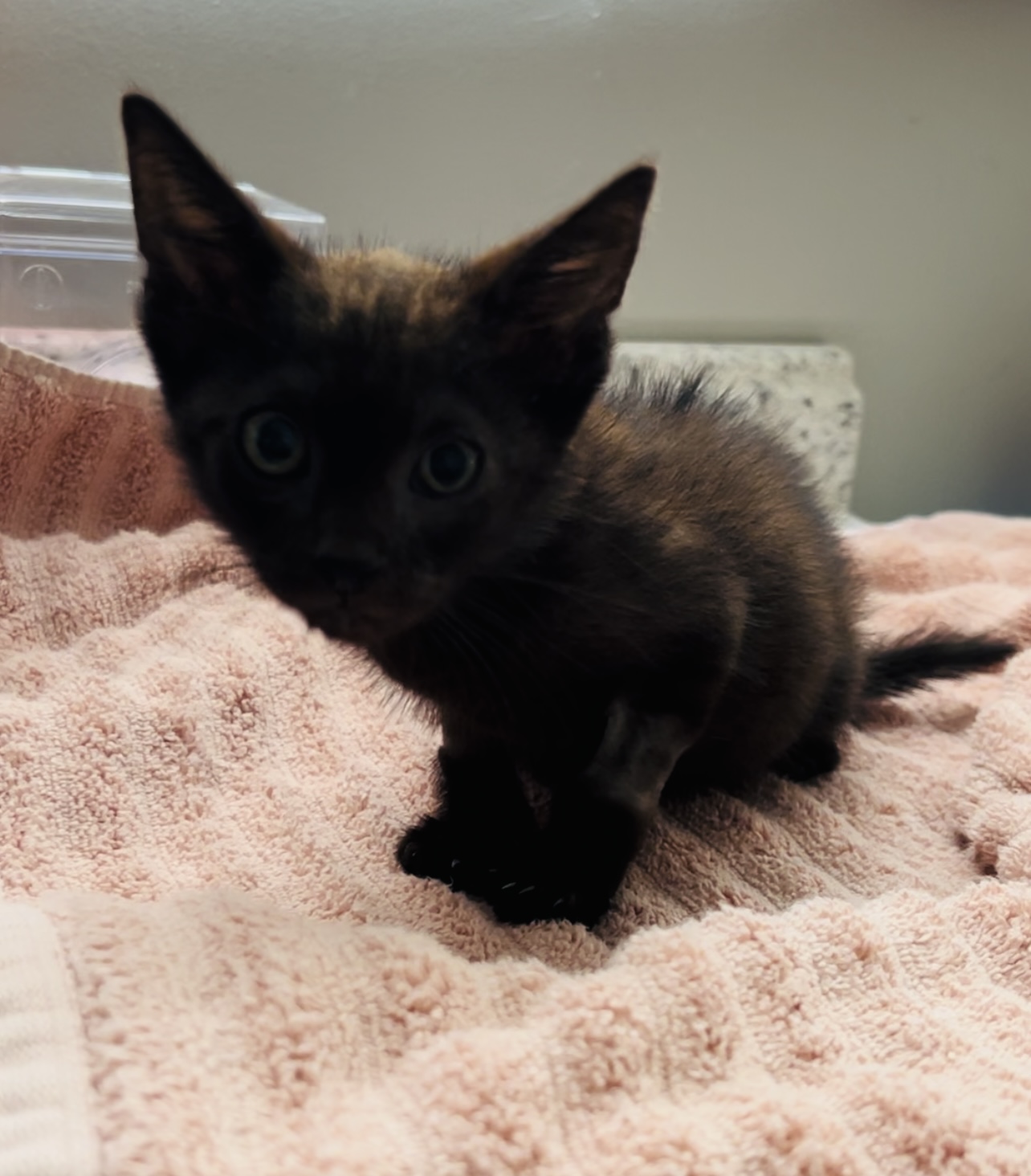 Cat for adoption - Ambrose, a Domestic Medium Hair in Bloomsdale, MO ...