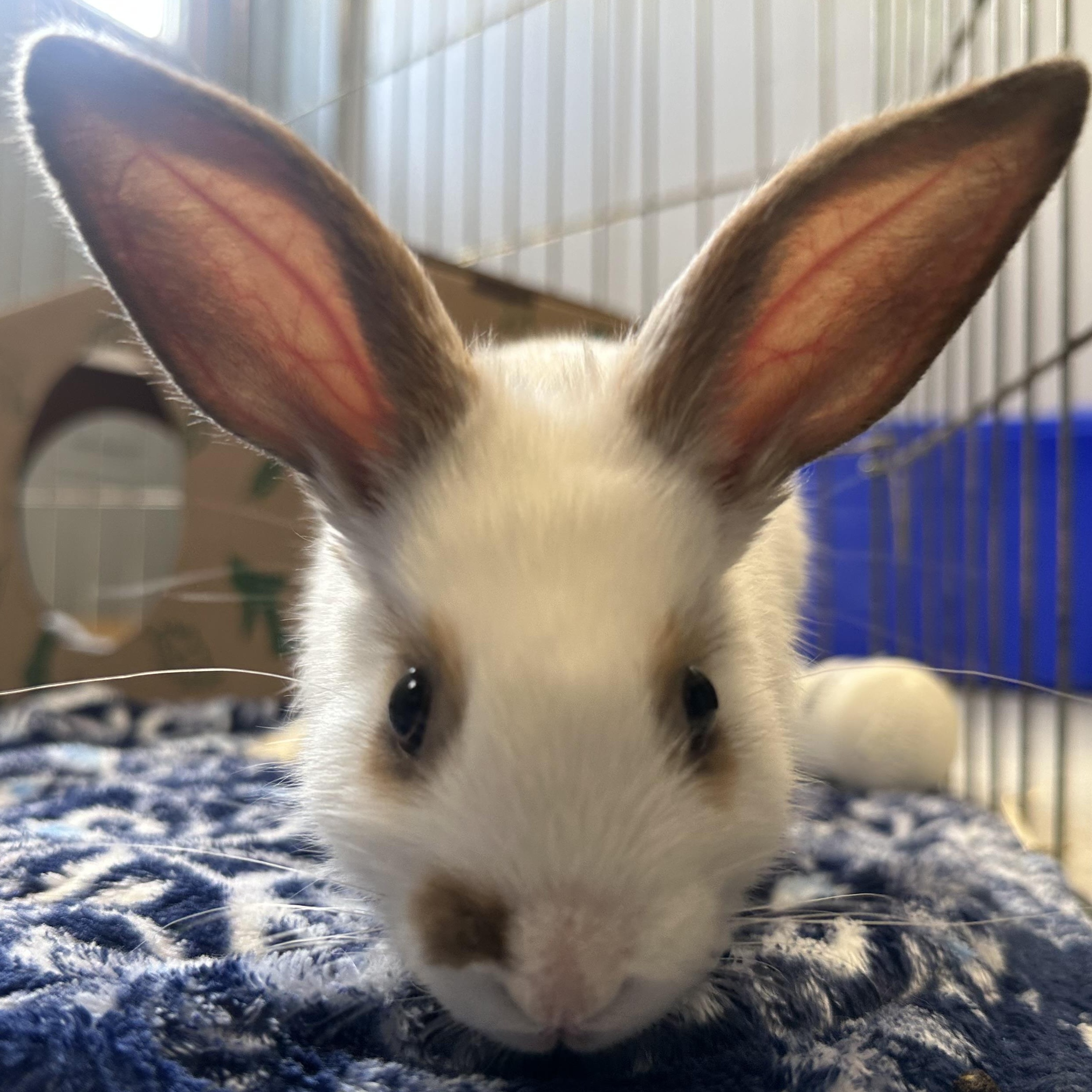 Rabbit for adoption - Pip, a Mini Rex in Westfield, MA | Petfinder