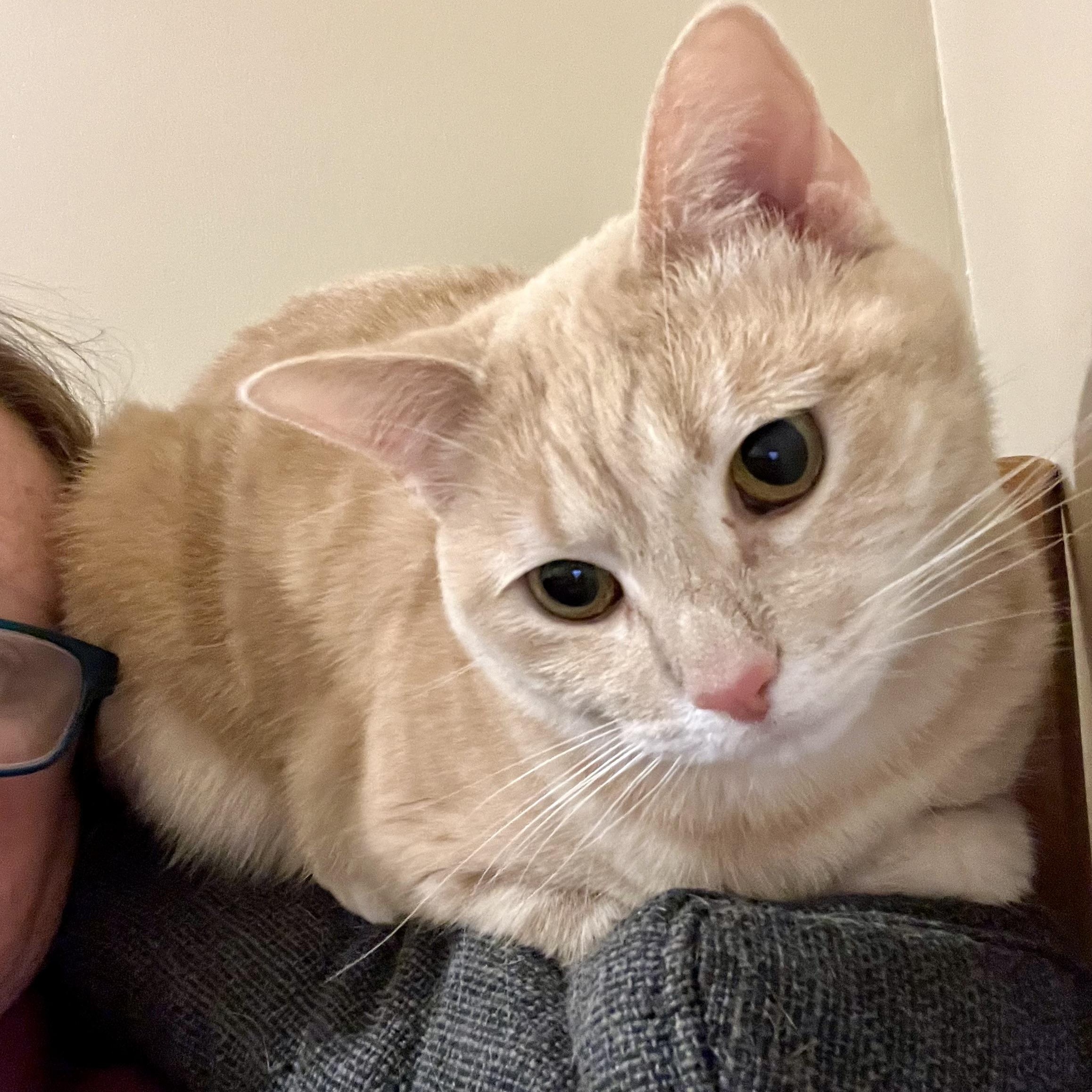 Cat for adoption - GOUDA - Yummy like cheese!, a Tabby & Domestic Short ...