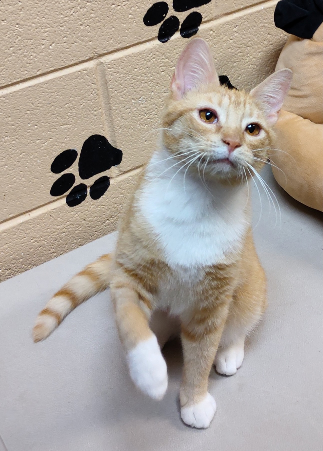 Available Cats and Kittens - Johnston County Animal Protection League ...