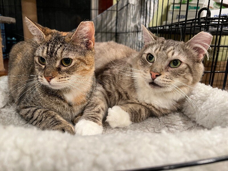 Cat for adoption - Sebastian, a Domestic Long Hair in Colmar, PA ...