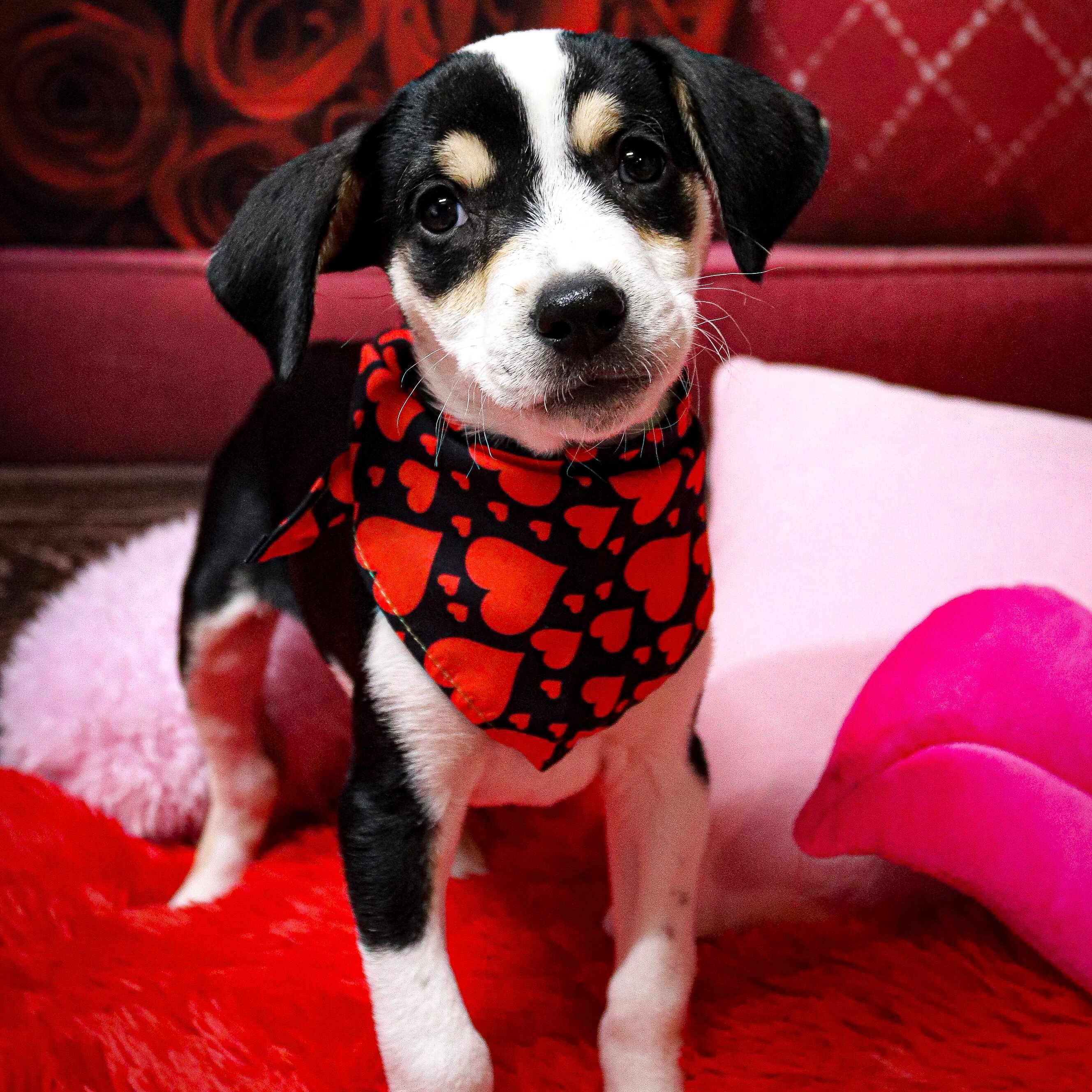 Dexter - Adoptable Pet | Petfinder | Petfinder