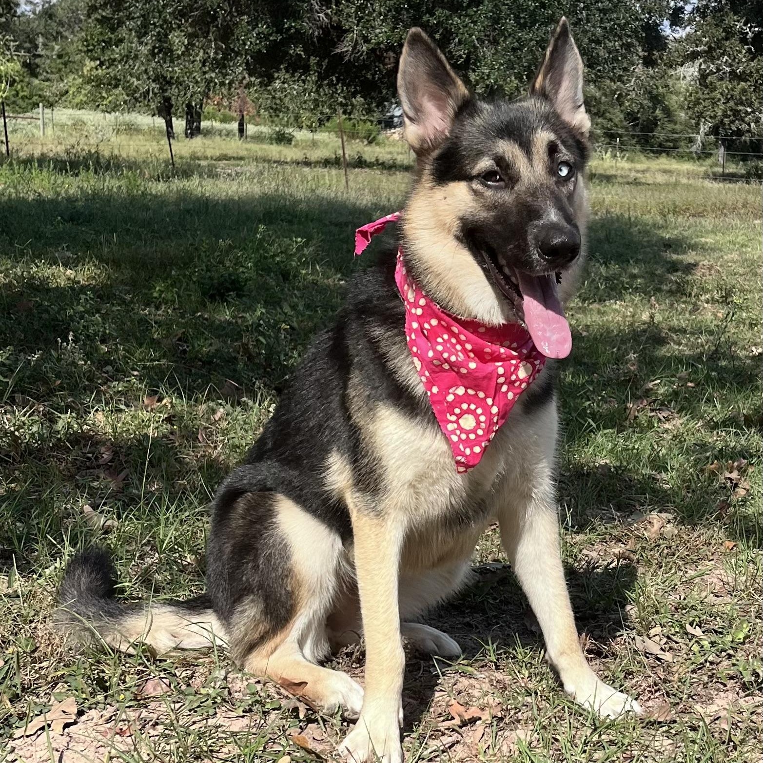 Dog for adoption - ZELDA (Loves Water, Sweet, Affectionate, Loves Walks ...