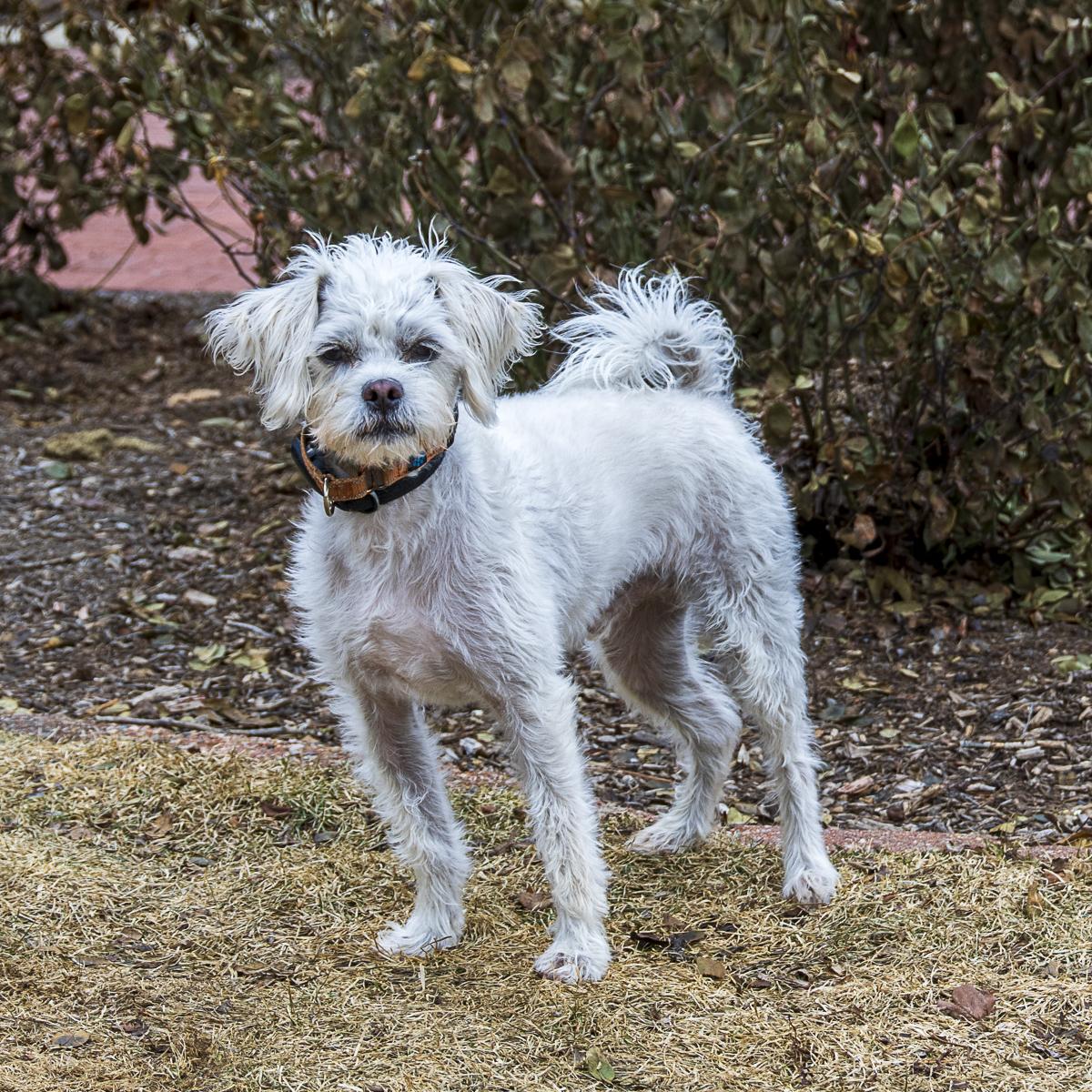Dog for adoption - Charley, a Shih Tzu & Poodle (Toy) Mix in Arlington ...