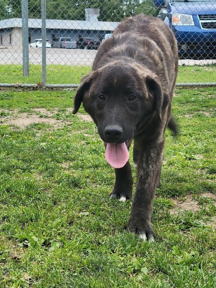 Dog for adoption - BUSTER 205-25, a Labrador Retriever Mix in Cambridge ...