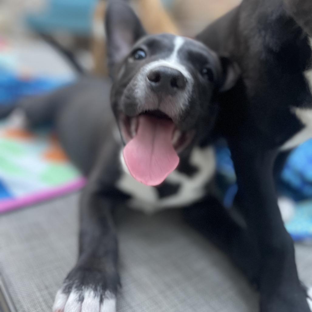 Dog for adoption - Wendigo, a Cattle Dog Mix in Brattleboro, VT | Petfinder