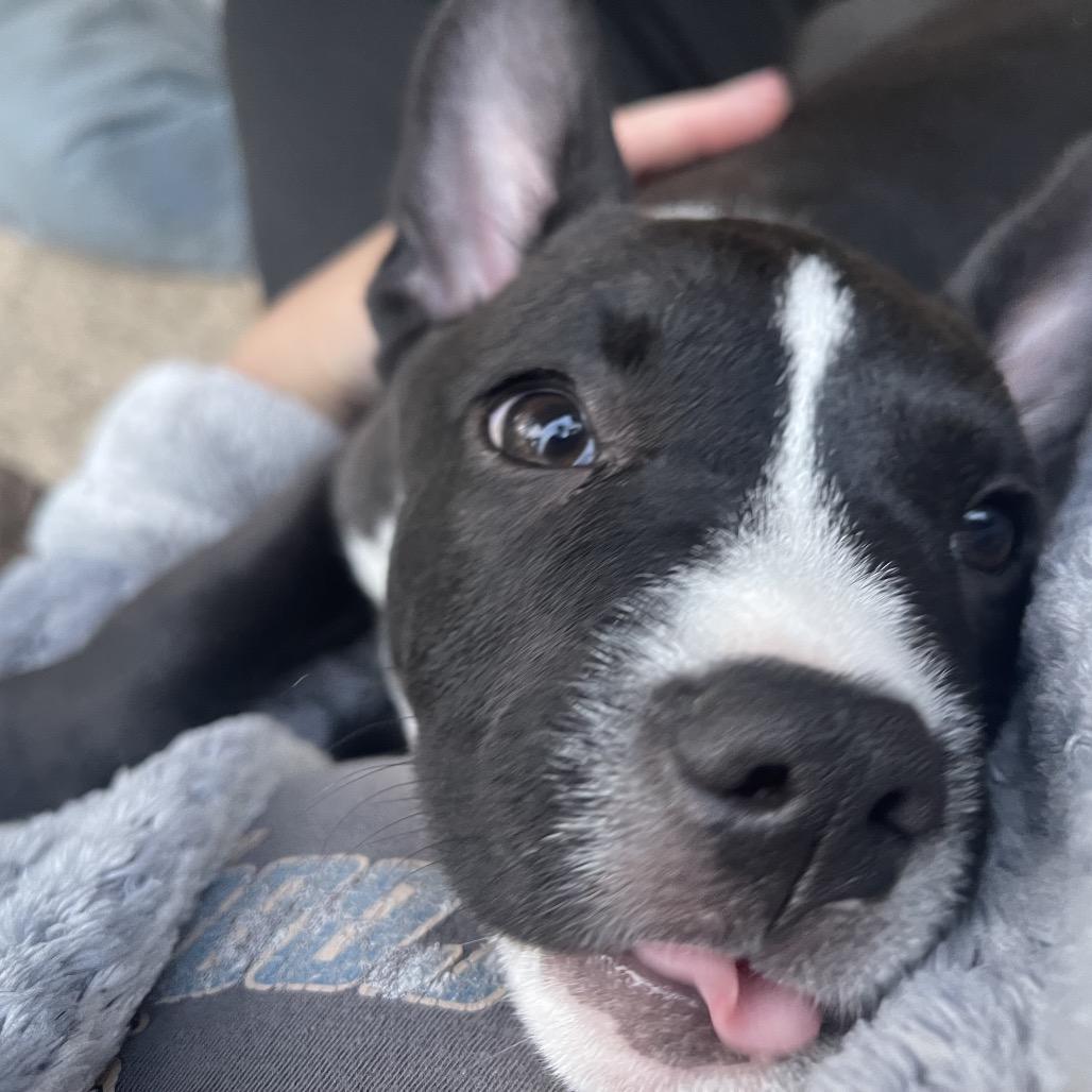 Dog for adoption - Wendigo, a Cattle Dog Mix in Brattleboro, VT | Petfinder