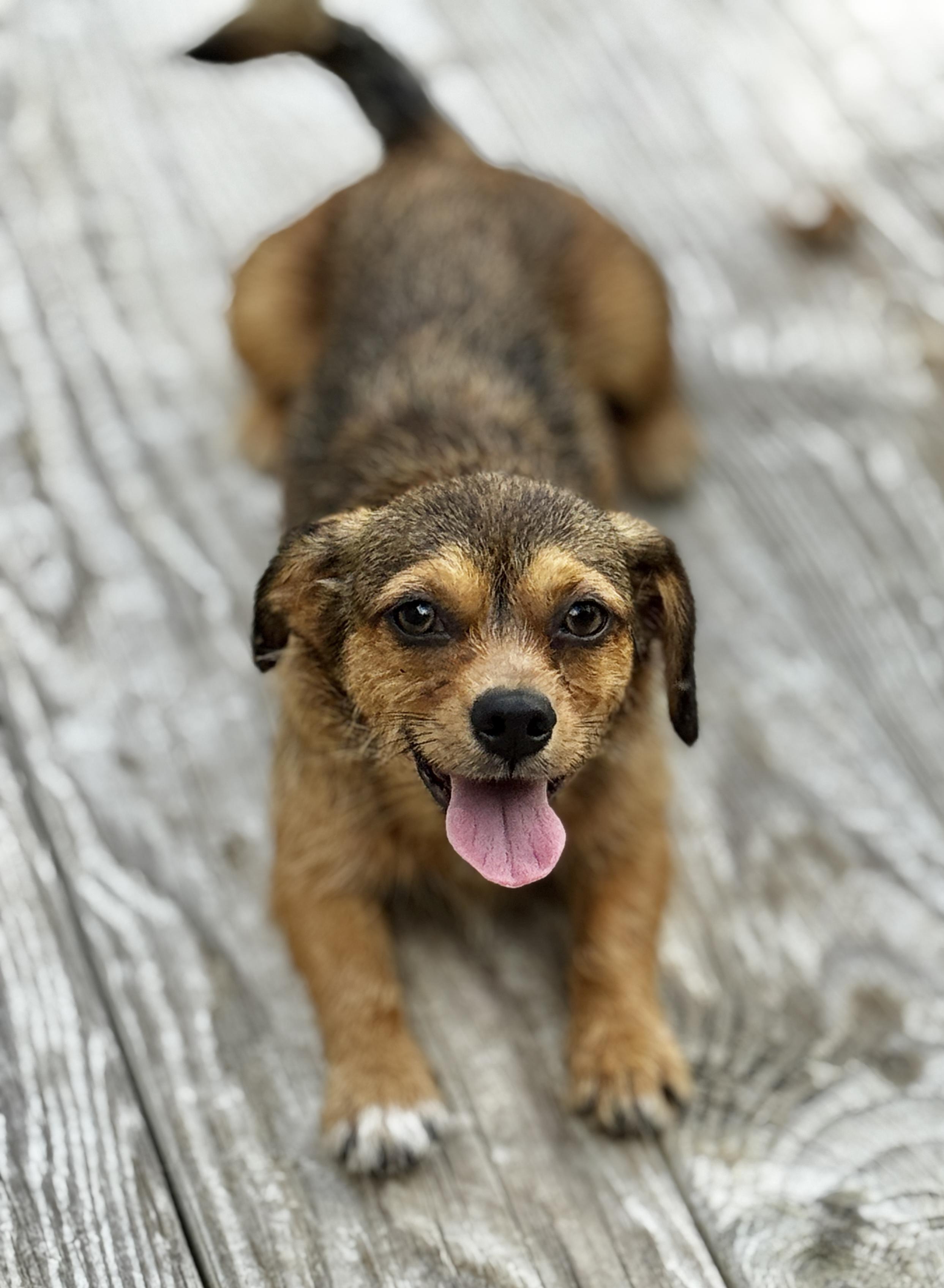Dog for adoption - Bama Loxley, a Mixed Breed in SYLVANIA, GA | Petfinder