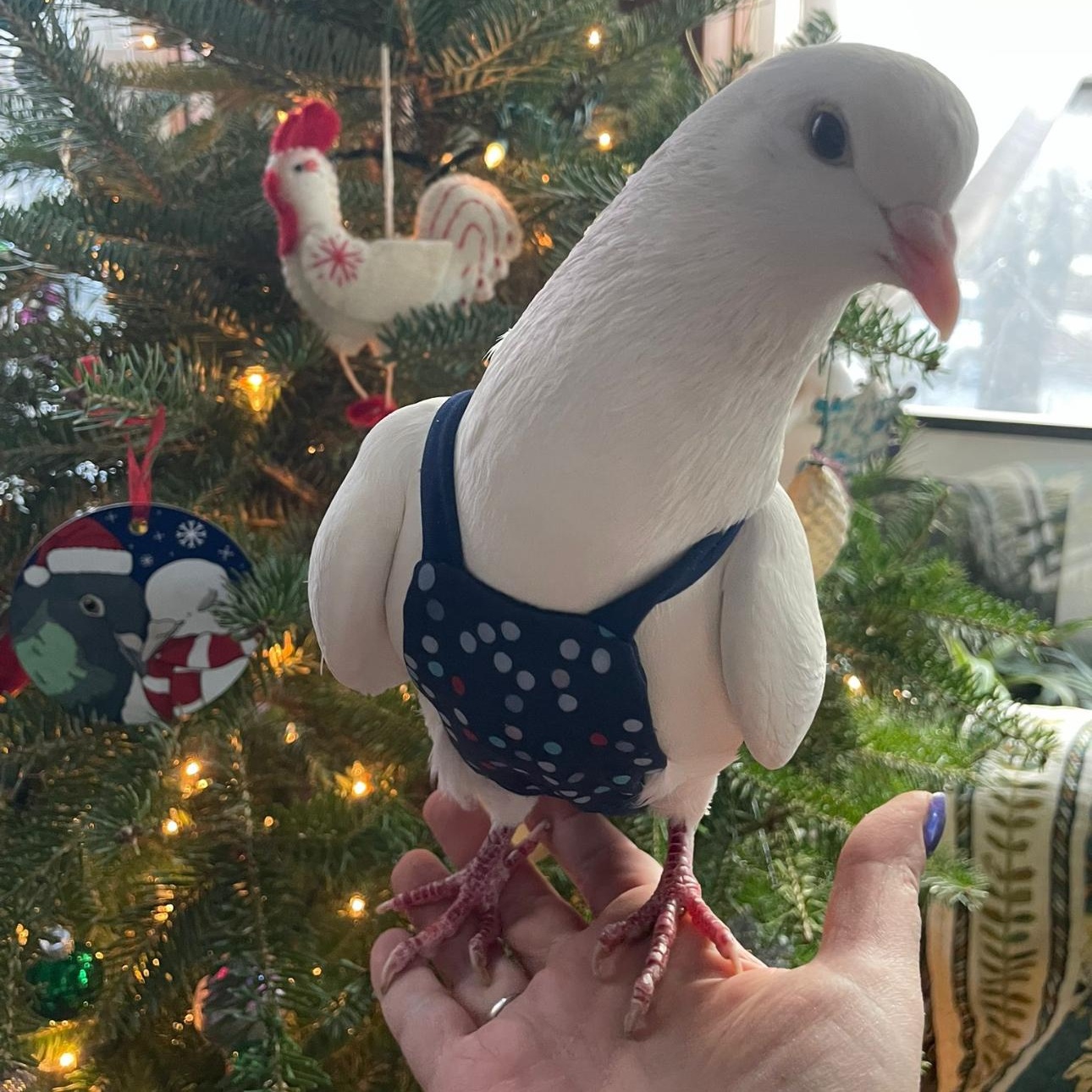 Dove for adoption - Olaf, a Pigeon in Chicago, IL | Petfinder