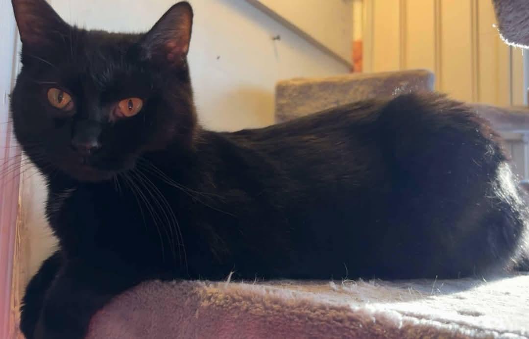 Cat for adoption - Dot, a Domestic Short Hair Mix in Irwin, PA | Petfinder