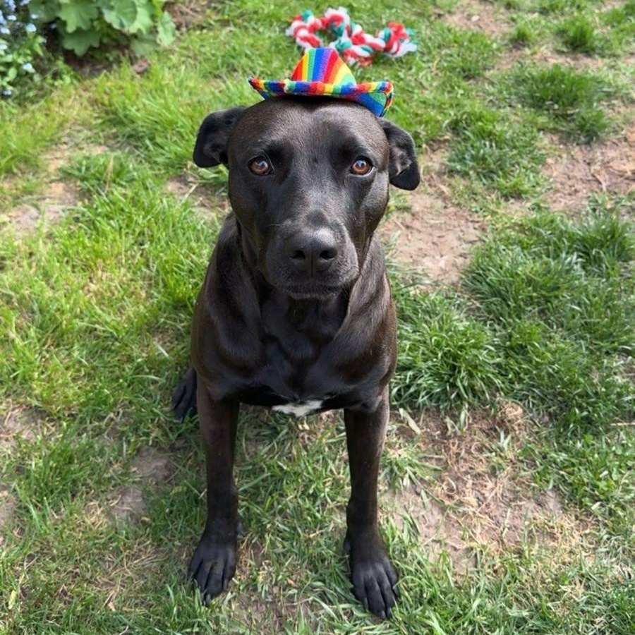 Dog for adoption - Nico, a Mixed Breed in Cannington , ON | Petfinder