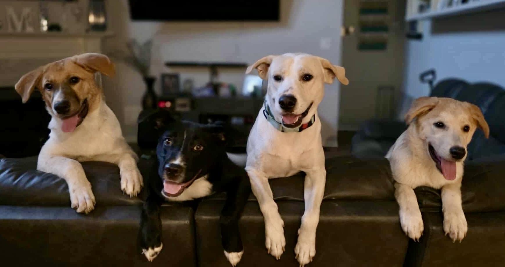 Dog for adoption - Bear, a Border Collie Mix in Boulder, CO | Petfinder