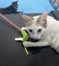 Cat for adoption - Monet, an Oriental Short Hair & Turkish Van Mix in ...