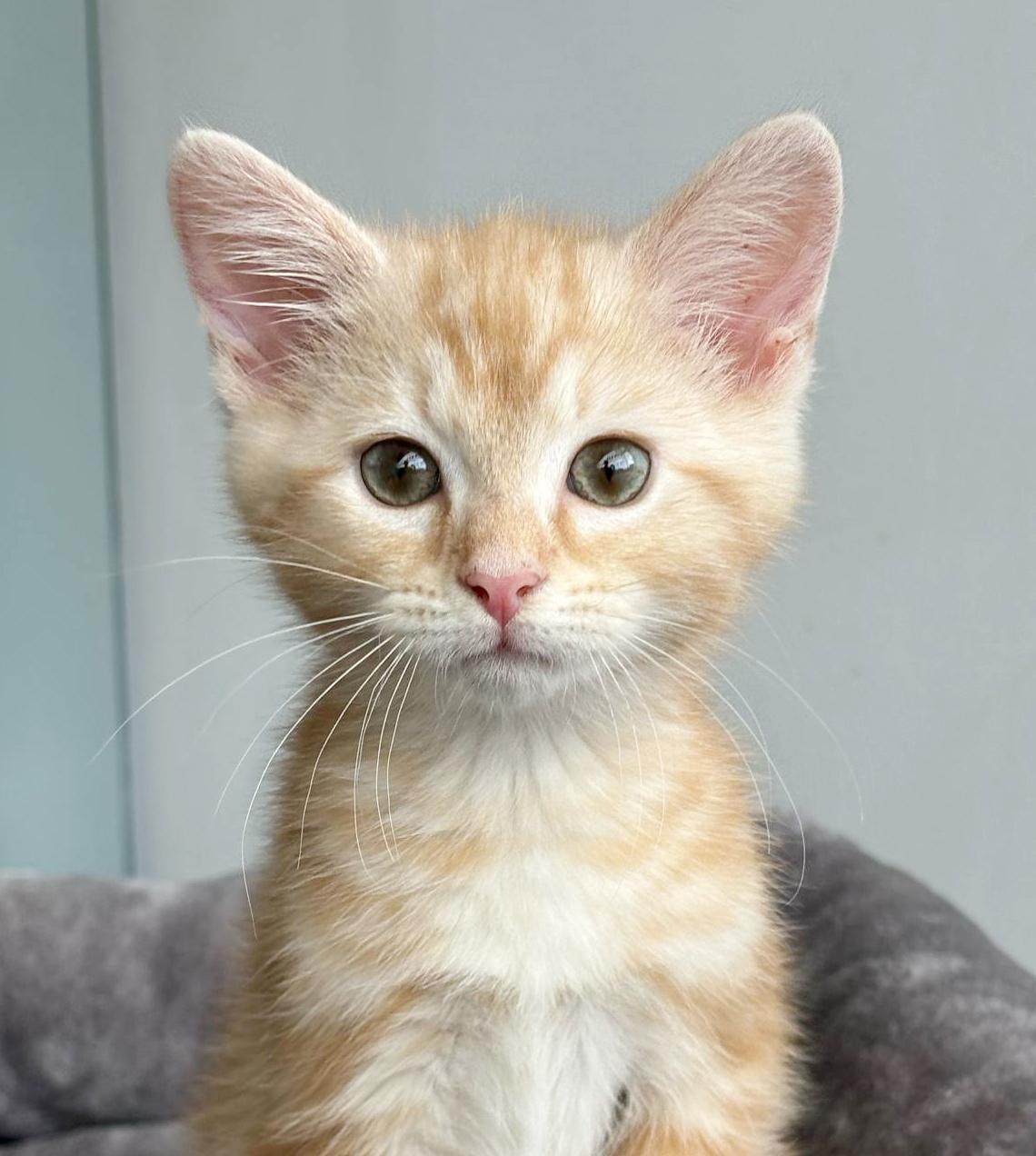 Cat for adoption - Munchy is a mushy yummy goofball!, a Tabby Mix in Bedford Hills, NY | Petfinder