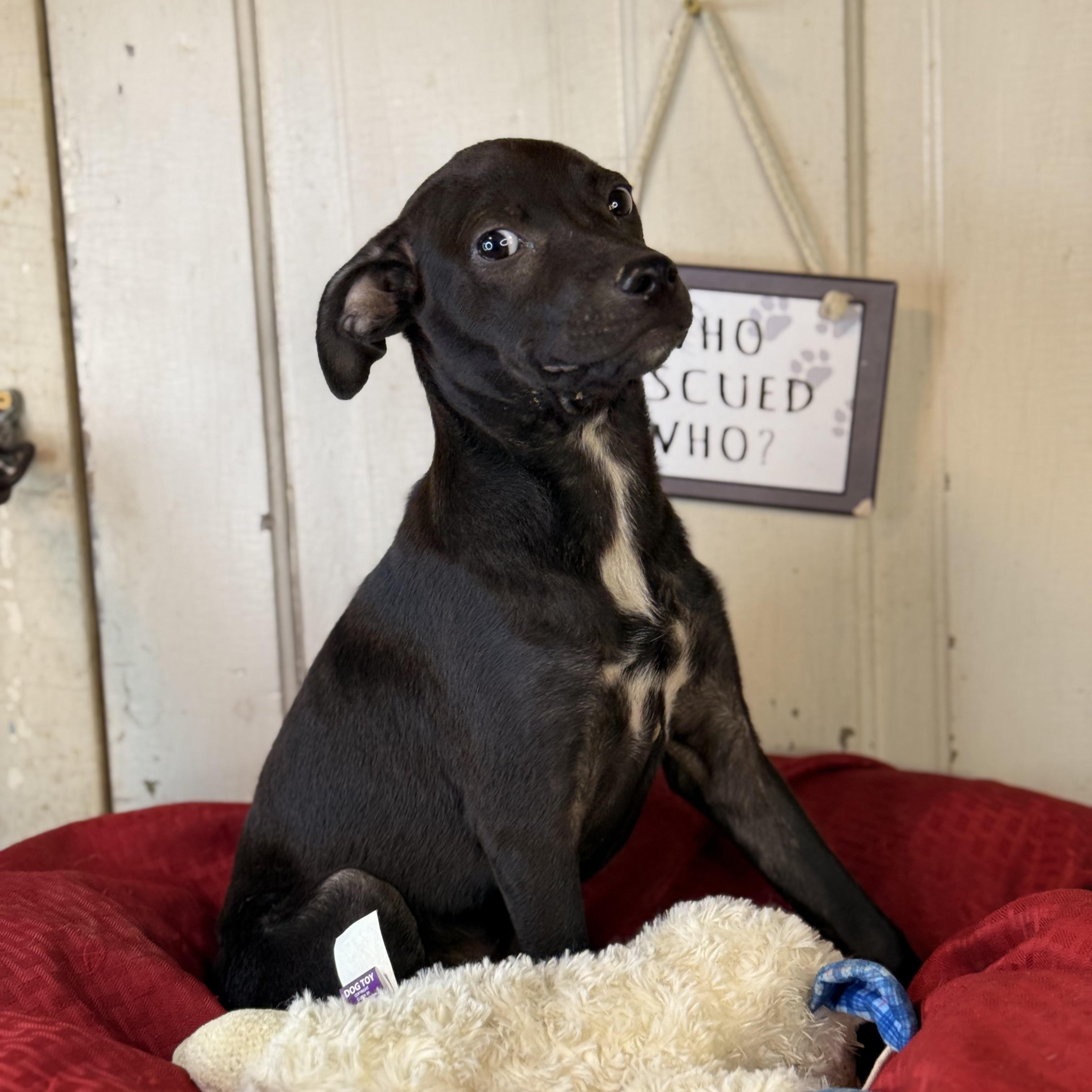 Dog for adoption - Jackson, a Rat Terrier & Feist Mix in Joliet, IL ...