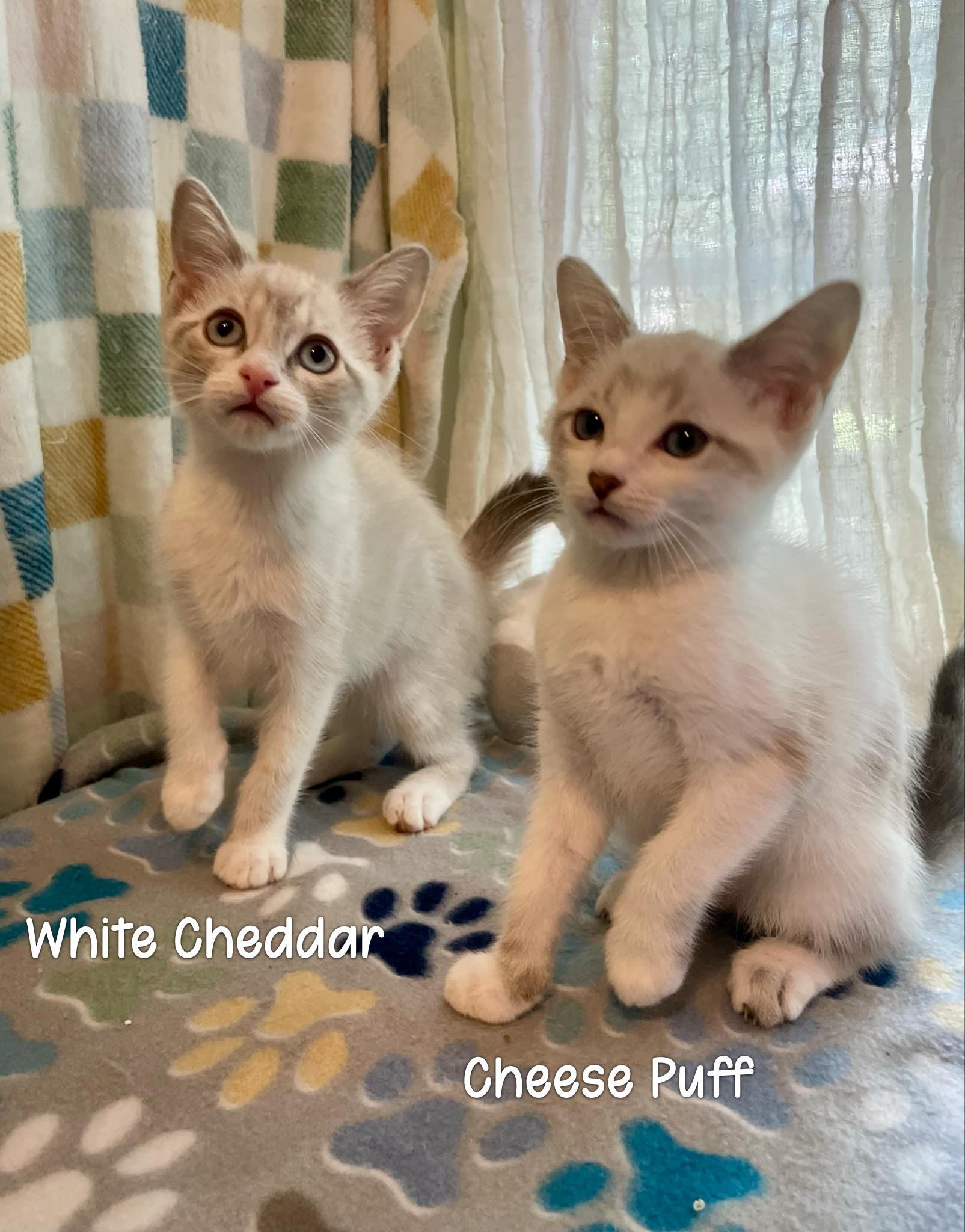 Cat for adoption - White Cheddar & Cheese Puff, an American Shorthair ...