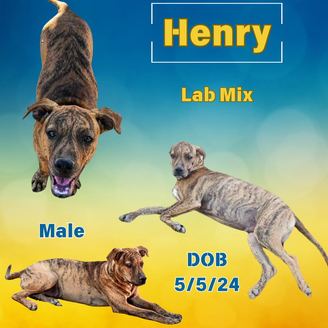 Dog for adoption - Henry, a Labrador Retriever & Mountain Cur Mix in ...