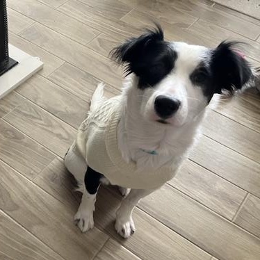 Dog for adoption - Malka, a Border Collie Mix in Stowe, VT | Petfinder