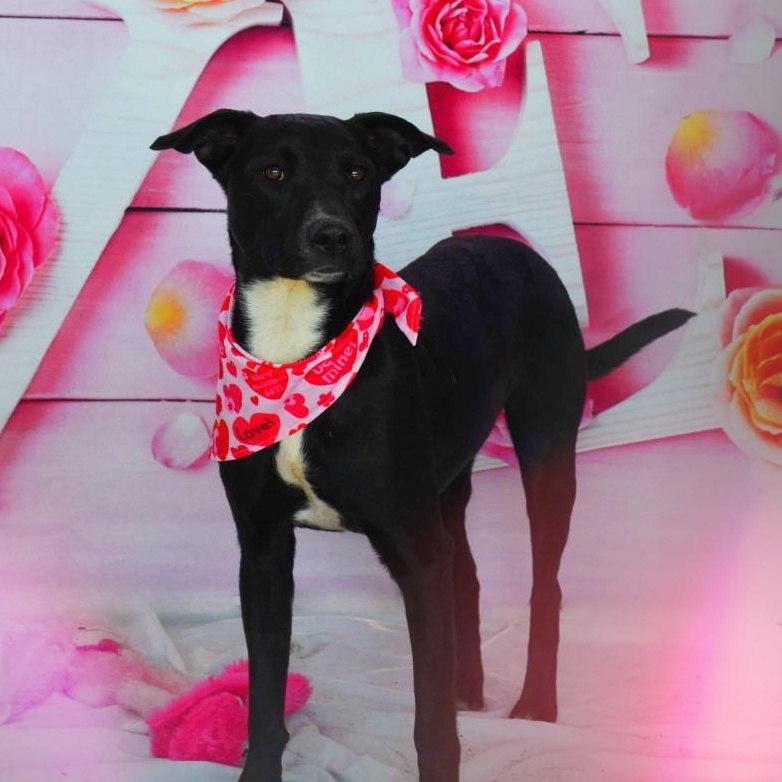 Dog for adoption - Vanilla TW, a Black Labrador Retriever Mix in Austin ...