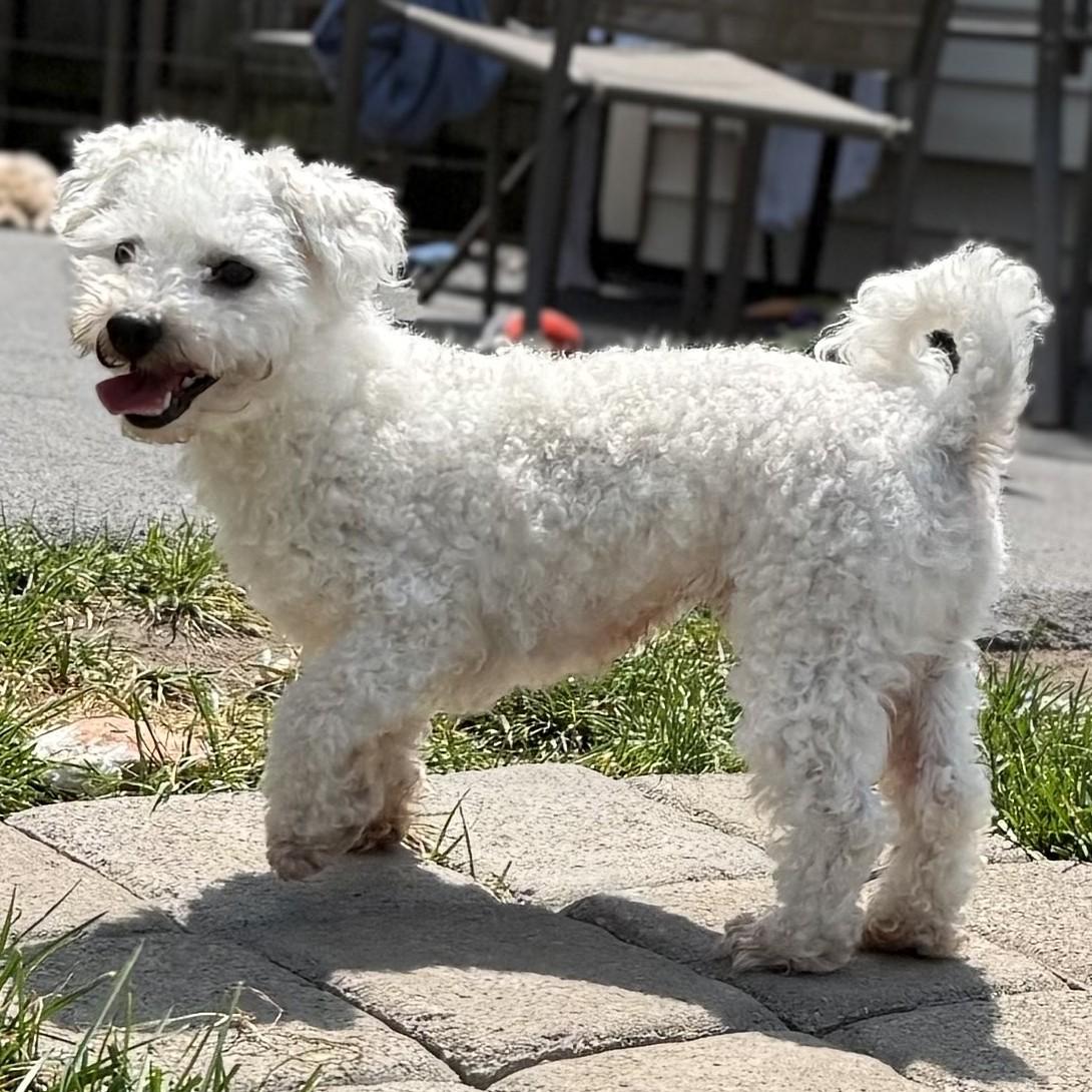 Dog for adoption - Dasher, a Bichon Frise & Poodle (Toy) Mix in Albany ...