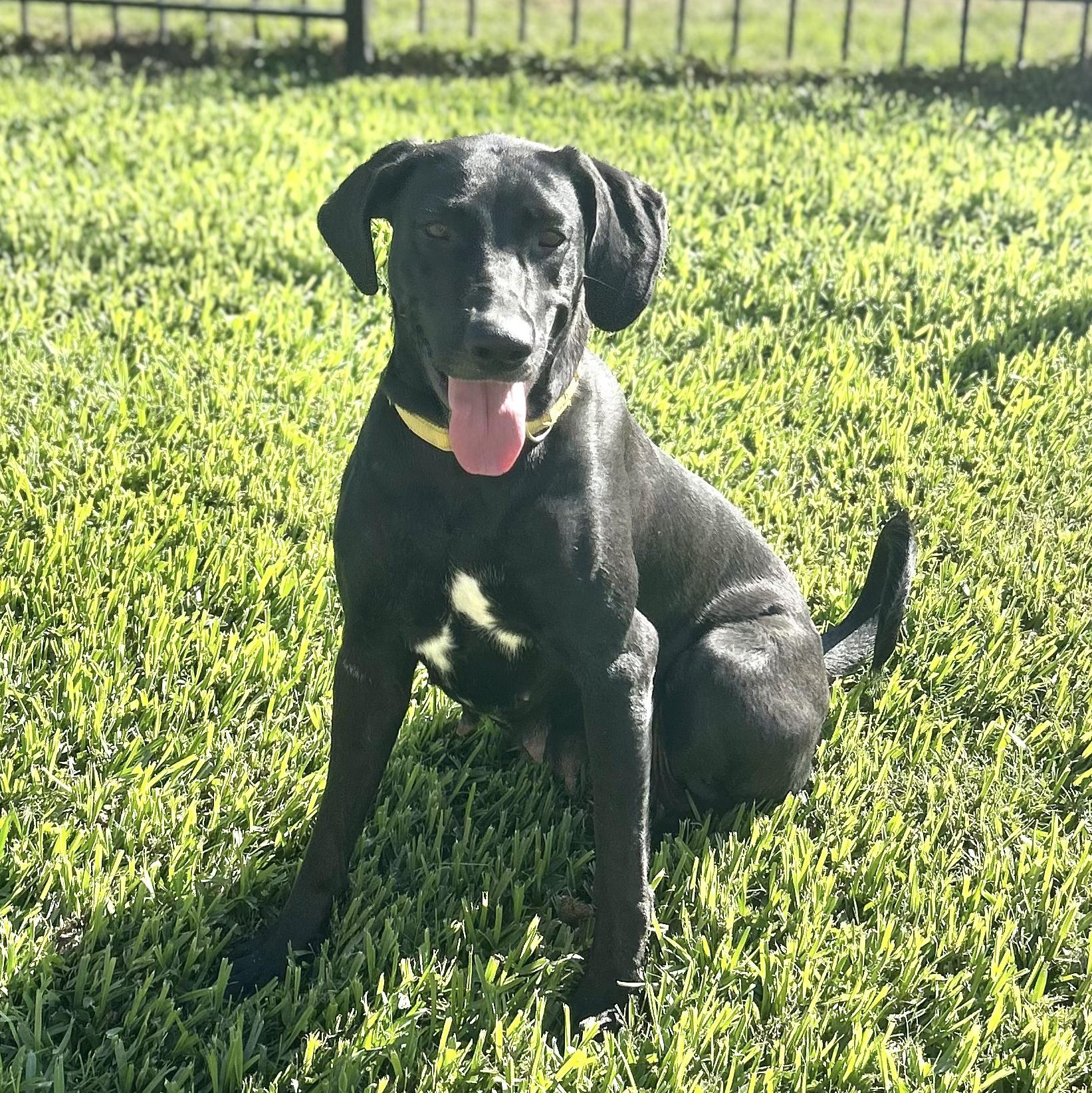 Dog for adoption - Sandy, a German Shorthaired Pointer & Black Labrador ...