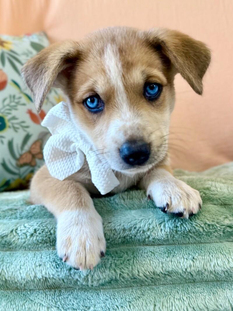 Dog for adoption - Morgan Bee, a Labrador Retriever & Husky Mix in ...