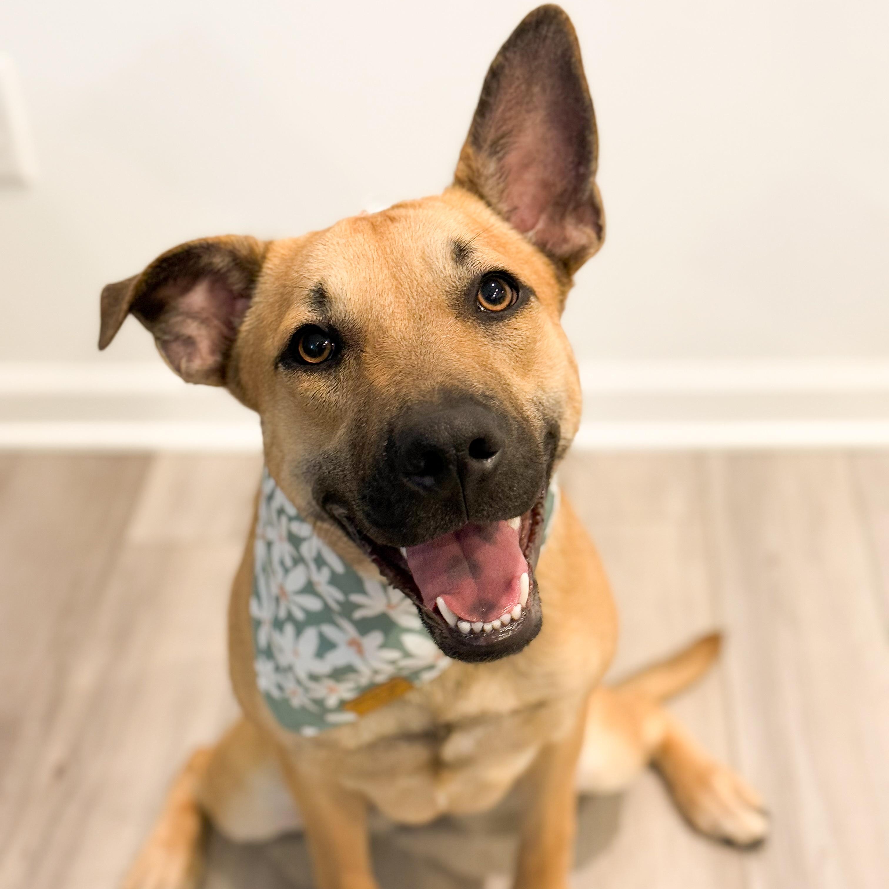 Dog for adoption - Addy, a Black Mouth Cur & German Shepherd Dog Mix in ...
