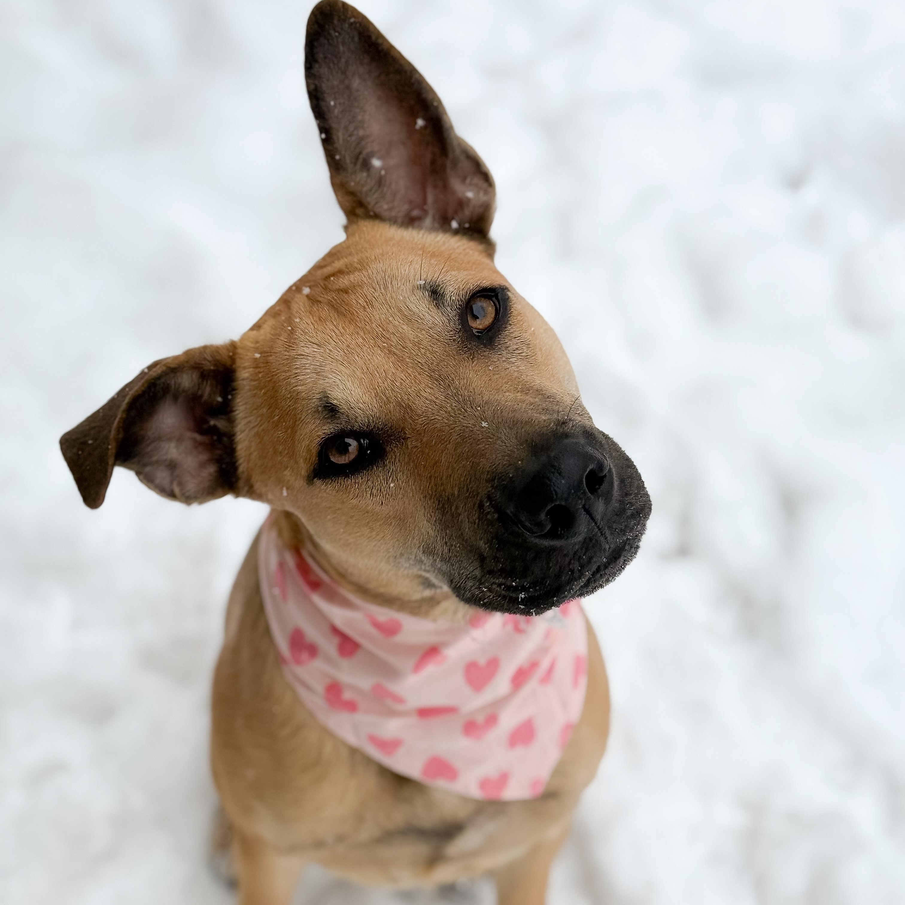 Dog for adoption - Addy, a Black Mouth Cur & German Shepherd Dog Mix in ...