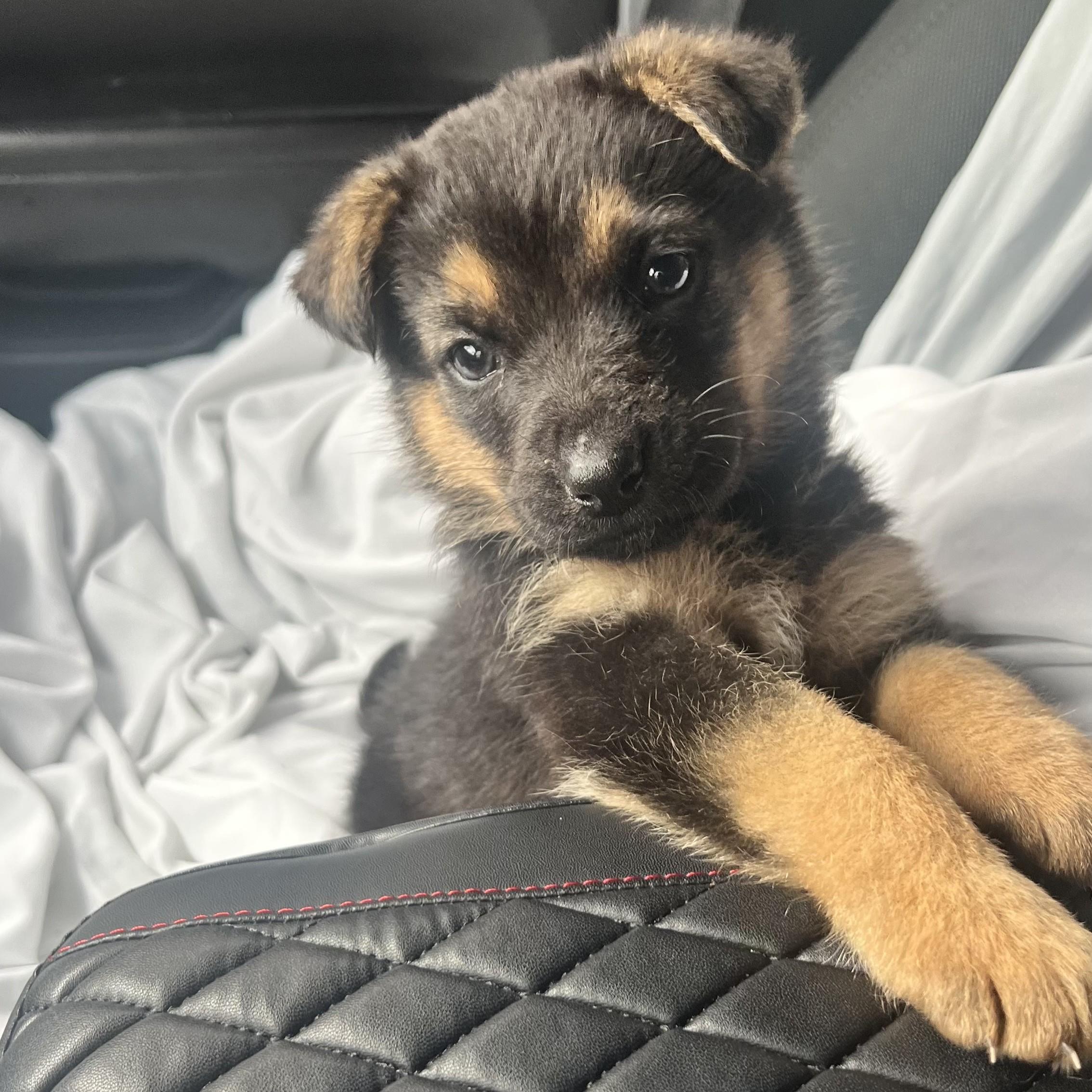 Dog for adoption - Ember, a German Shepherd Dog Mix in Milford, CT ...