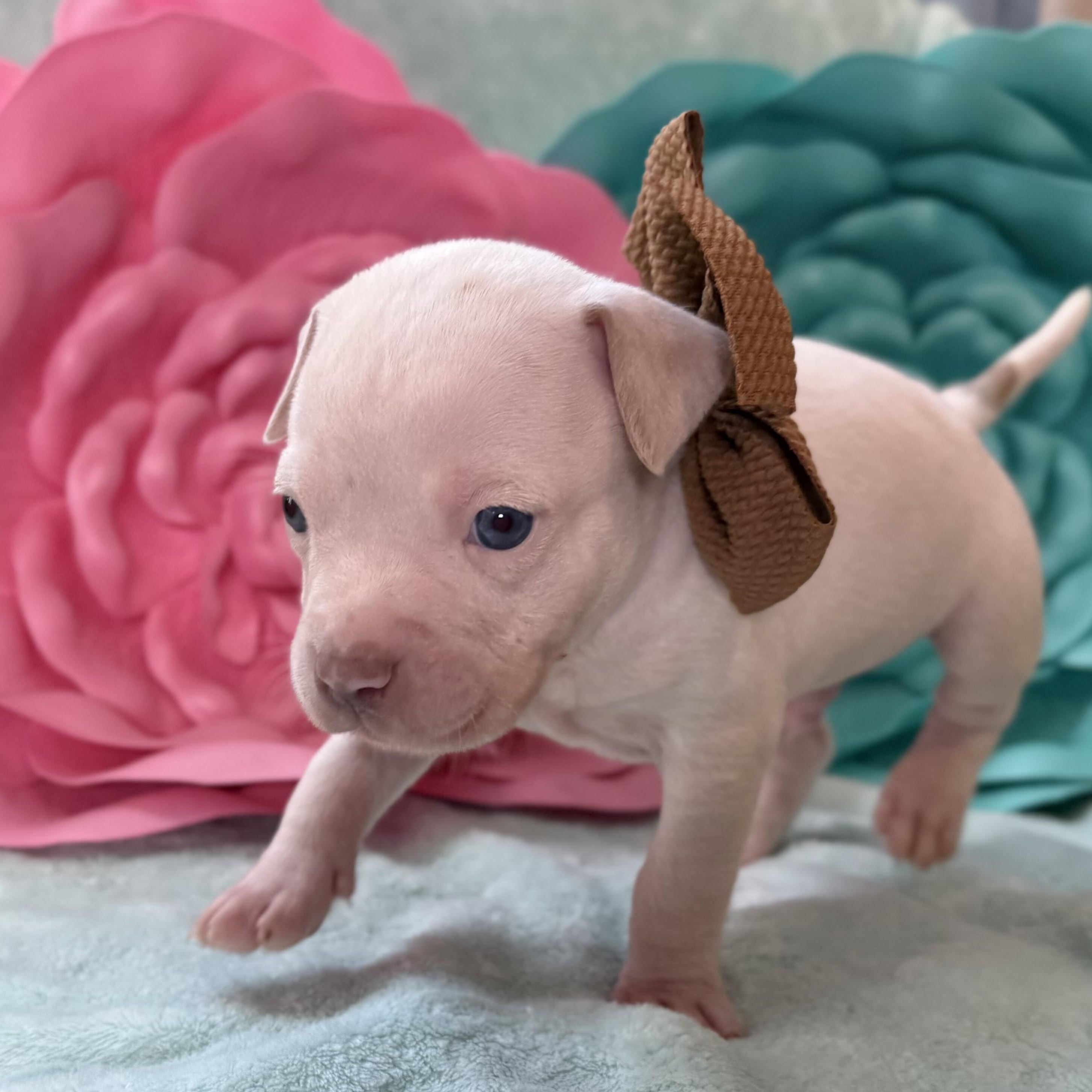 Dog for adoption - Anticleus Penelope, an Australian Shepherd & Pit Bull Terrier Mix in ...