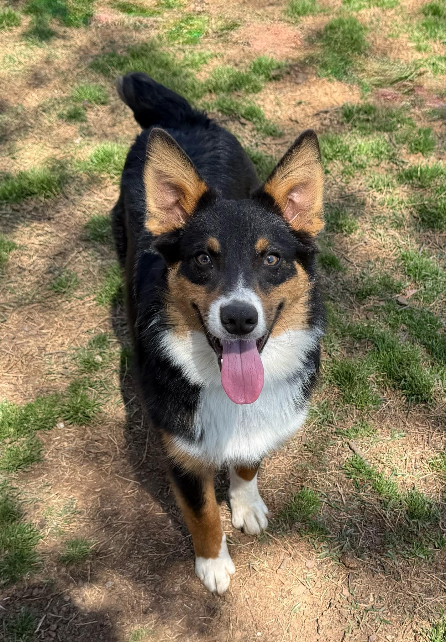 Dog for adoption - Ozzy, an Australian Shepherd in Oklahoma City, OK ...