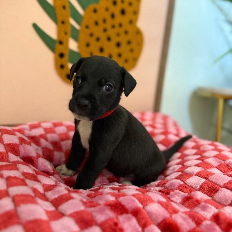 Dog for adoption - Buff Goose, a Chihuahua & Labrador Retriever Mix in ...