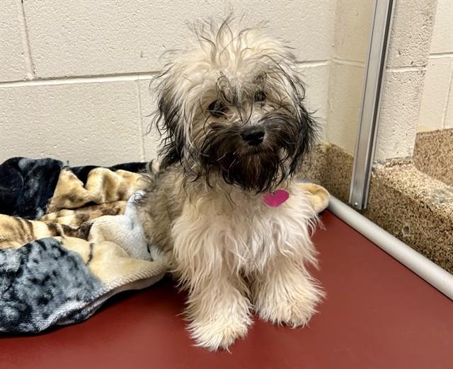 KIRA - Adoptable Pet | Petfinder | Petfinder